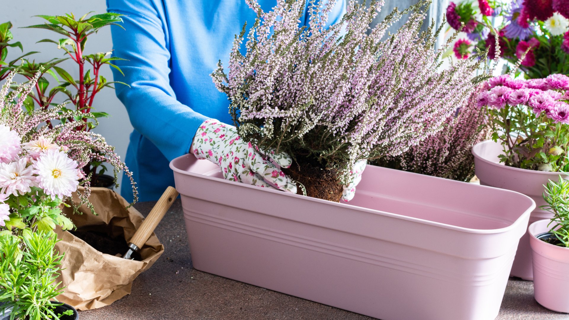 Őszi balkonláda beültetés: 5 hidegtűrő növény és kompozíciós ötletek