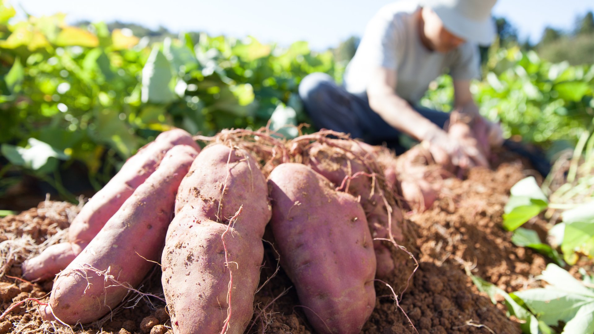 Tudd meg, hogyan tárold a batátát - így hónapokig friss, ízletes marad