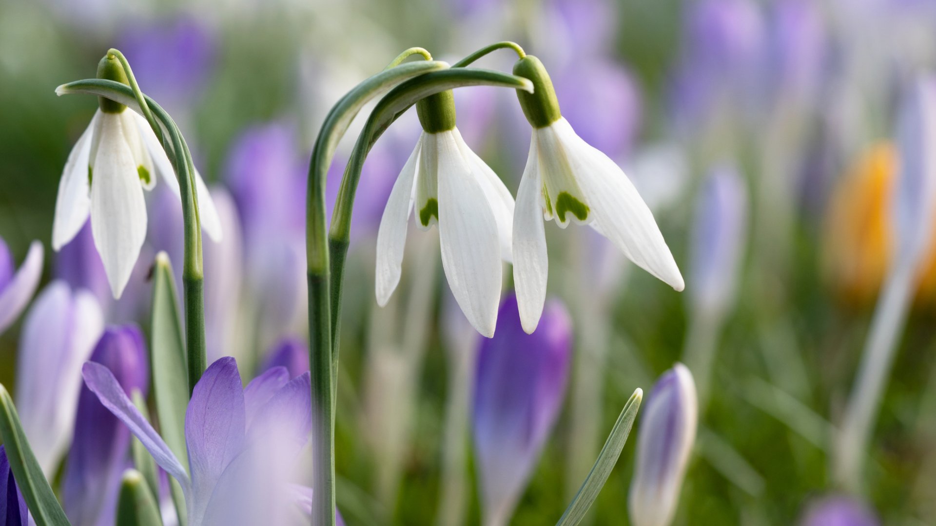 Őket se felejtsd el! A csodás krókusz és hóvirág ültetési tippjei