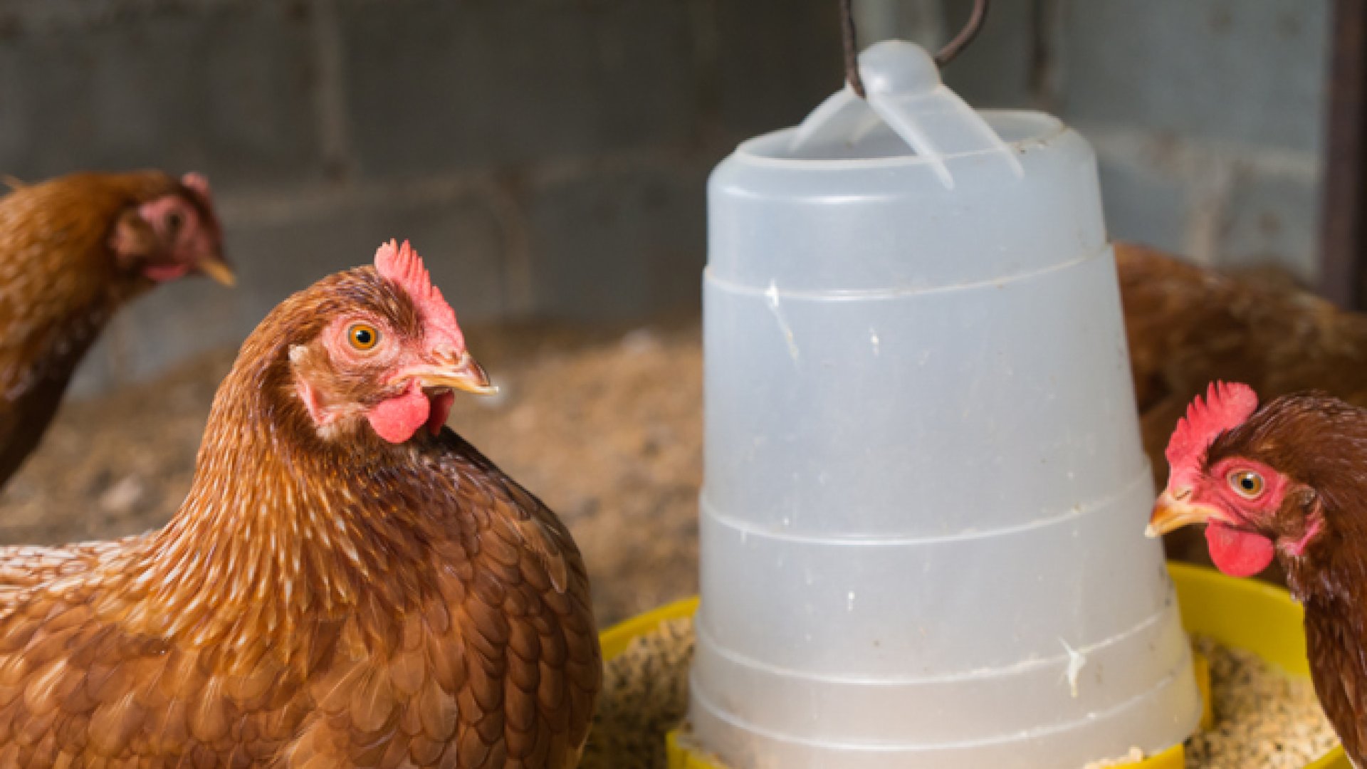 Tyúk etetés és itatás: az egyszerű módszerektől a praktikus önetetőig