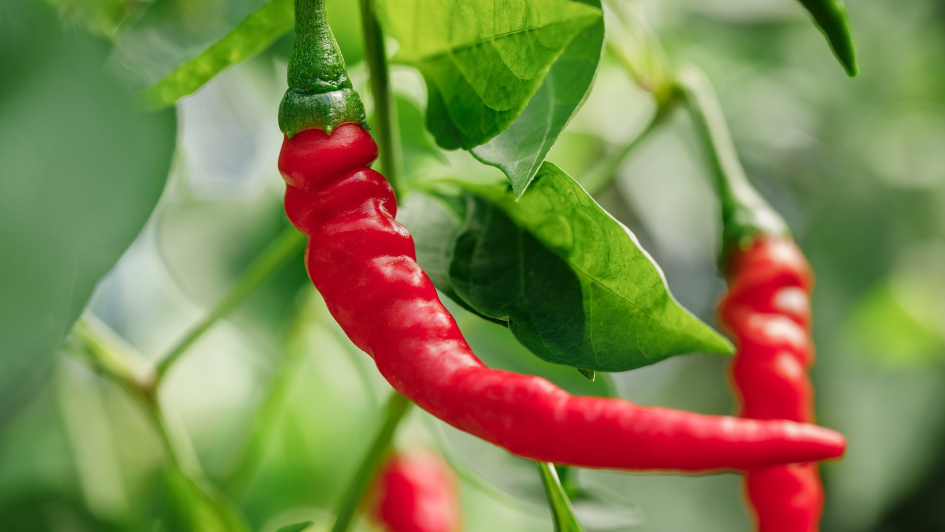 A cayenne paprika titka! Nem cayenne bors a bors, hanem chili paprika