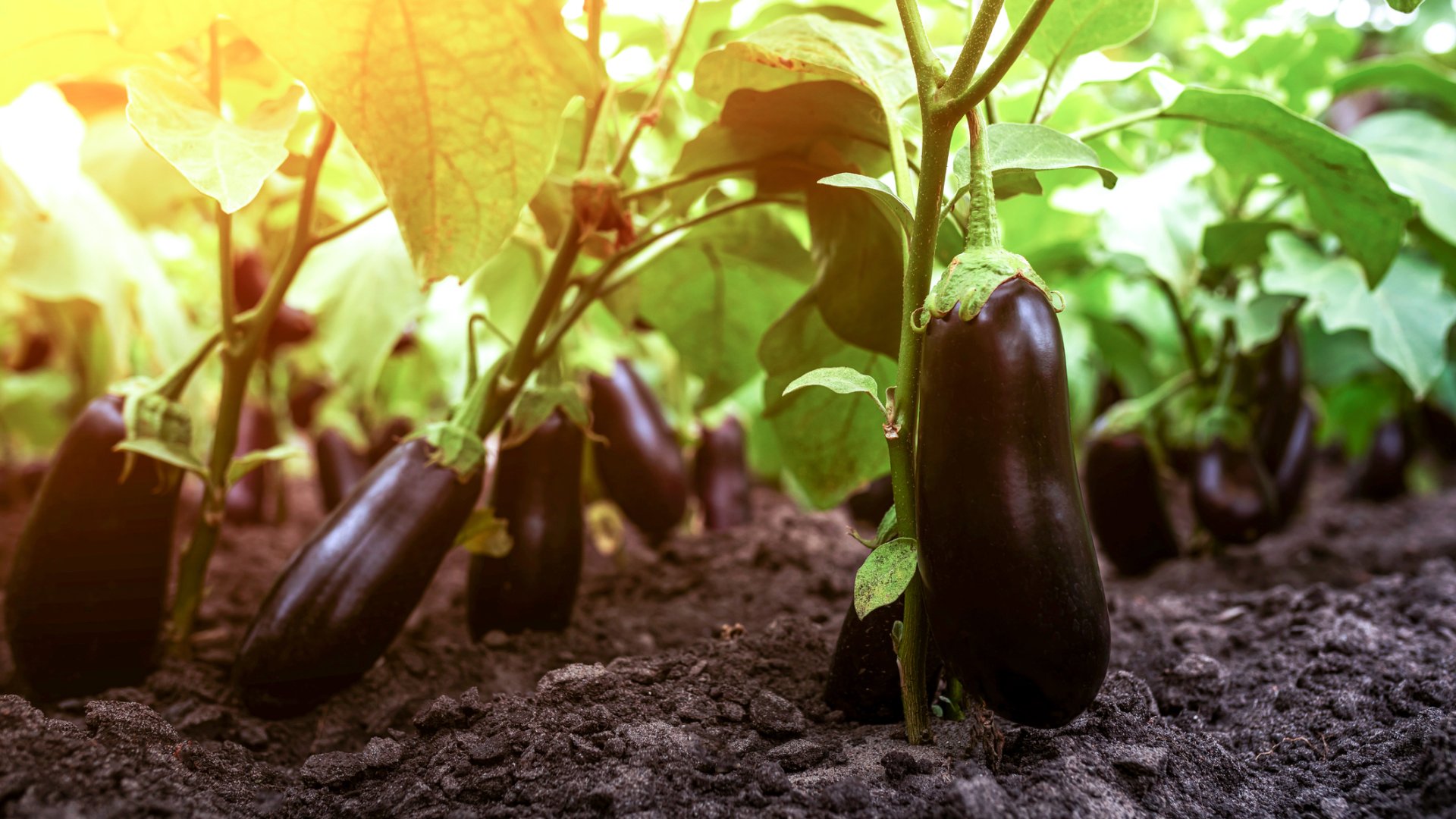 Honnan tudhatom érett-e a padlizsán? Tippek padlizsántermesztéshez