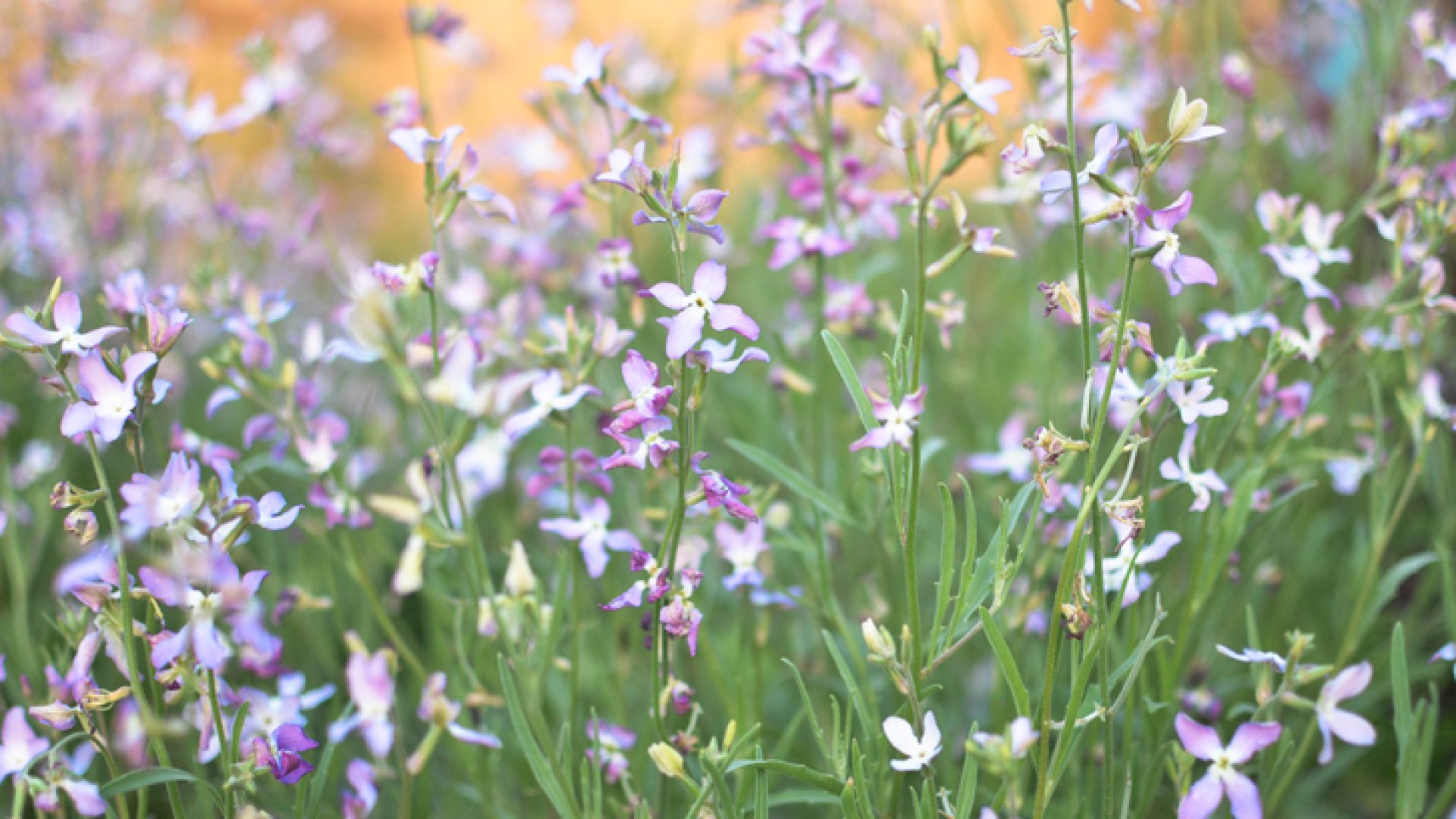 A bájos estike, bűvös éjjeli illata hangulatossá teszi otthonodat