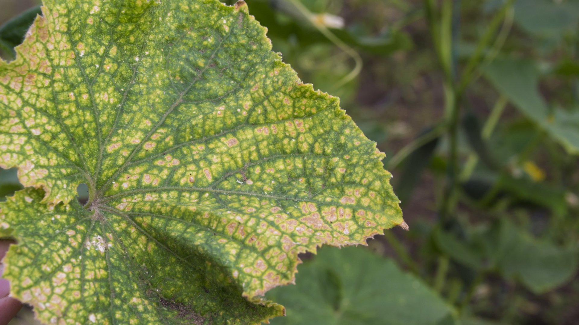 Így védekezz hatékonyan az uborkaperonoszpóra ellen