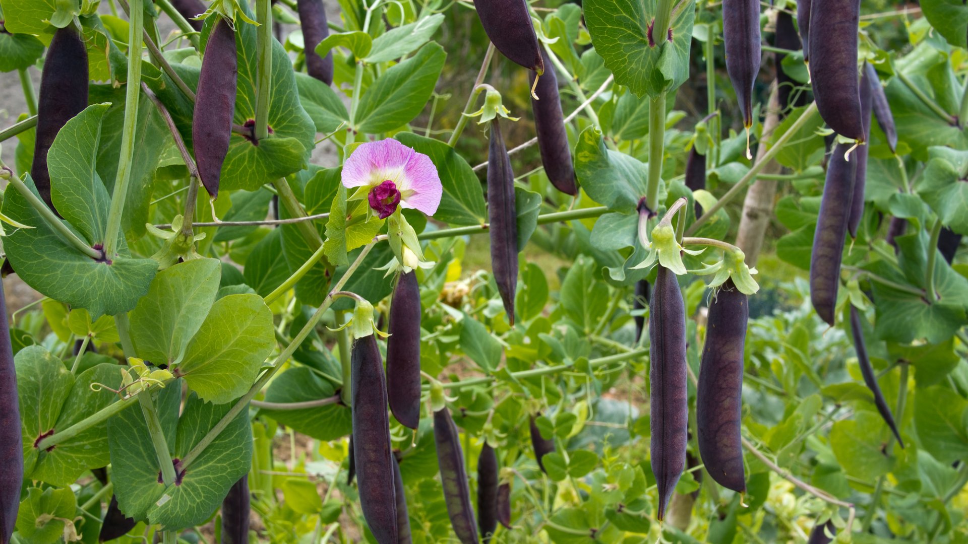 Lila hüvelyű borsó: termeszd meg a kertedben a nyár legfinomabb zöldségét!