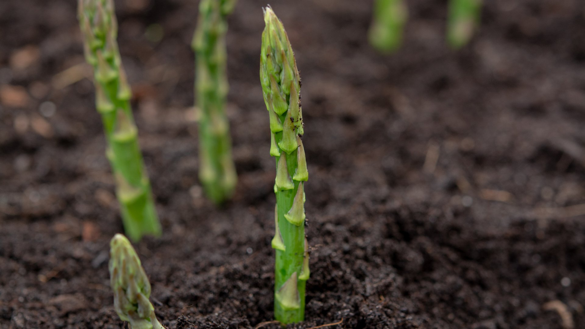 Spárgaszezon: tudj meg mindent a termesztéséről