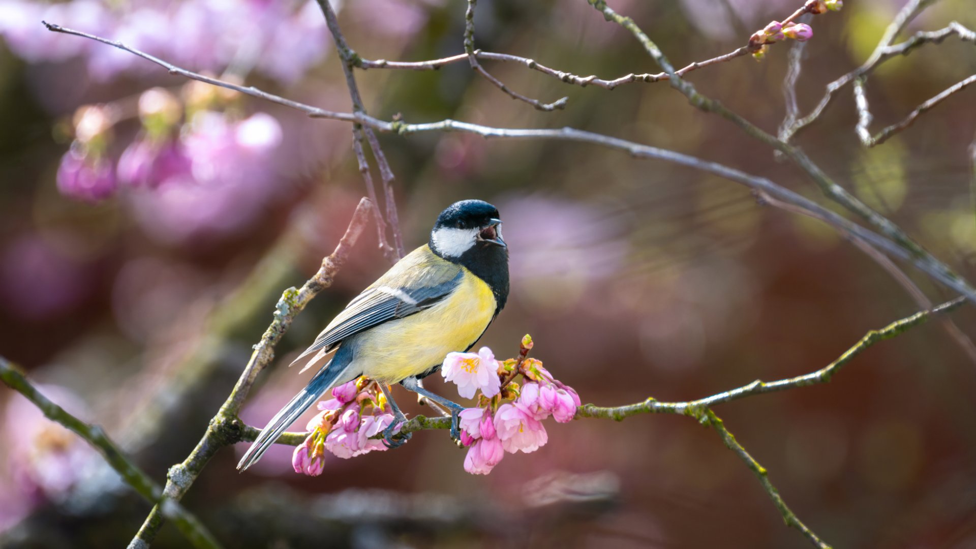 Kertünk csodás madarai: ezek a madarak jelennek meg áprilisban