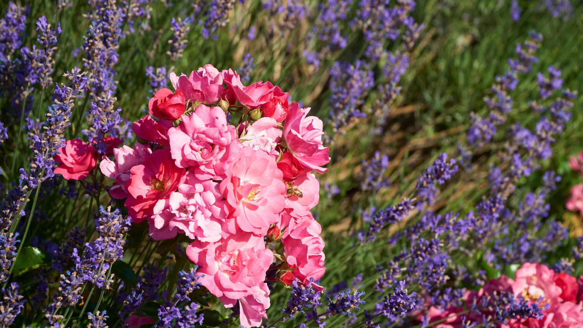 A díszkertek királynői: ezt kell tudnod a levenduláról és rózsáról