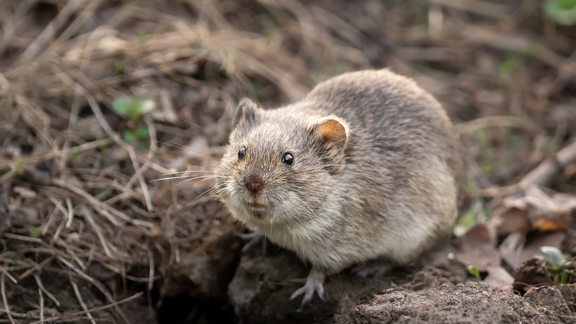 Figyelmezteti a Nébih a gazdákat: pocok invázió közeleg!