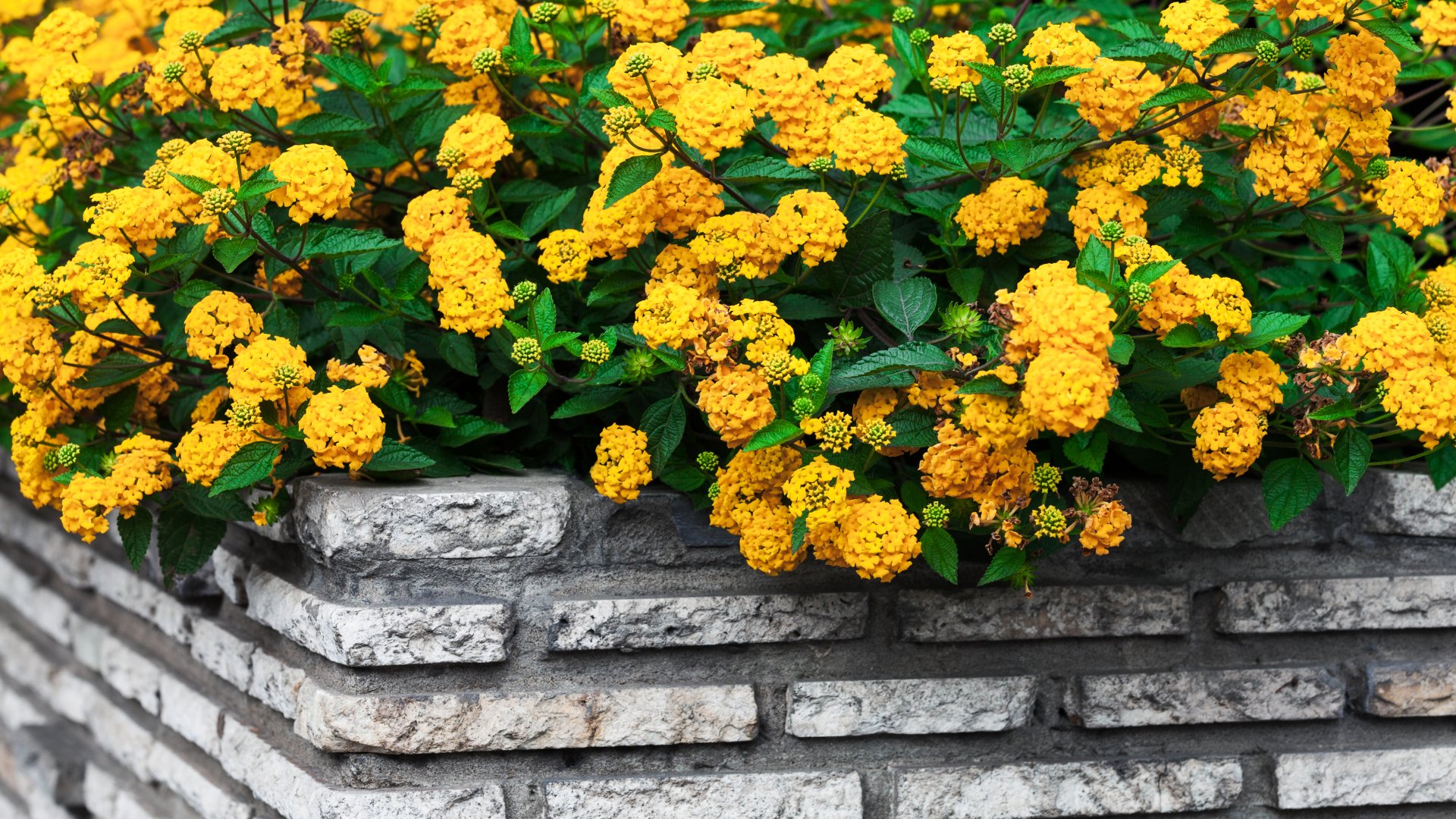 A kerted legszebb virágai lesznek – a legkülönlegesebb sétányrózsa fajták