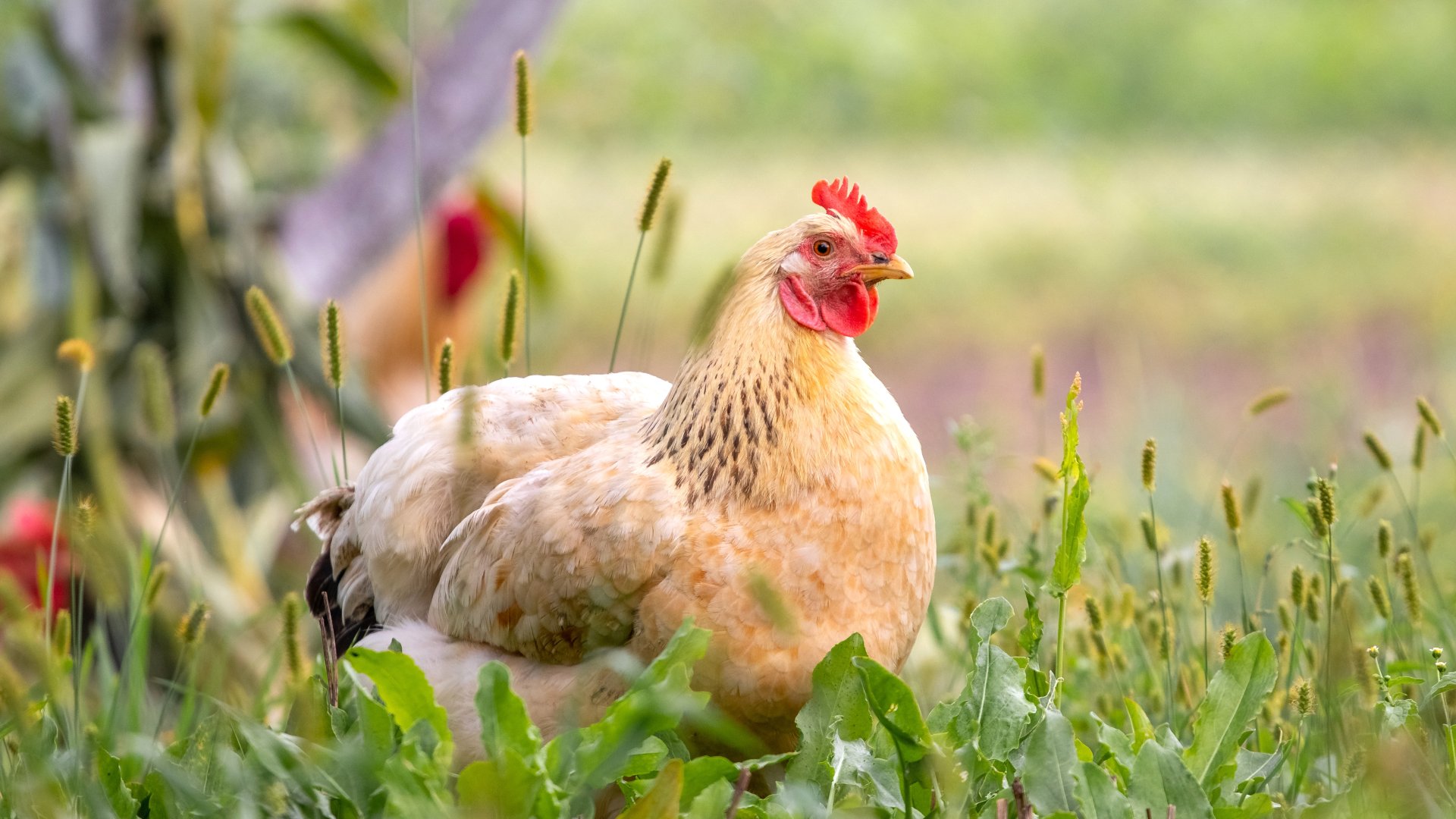 5 legjobb tavaszi tyúk eleség, amitől egészségesebbek lesznek még a ...