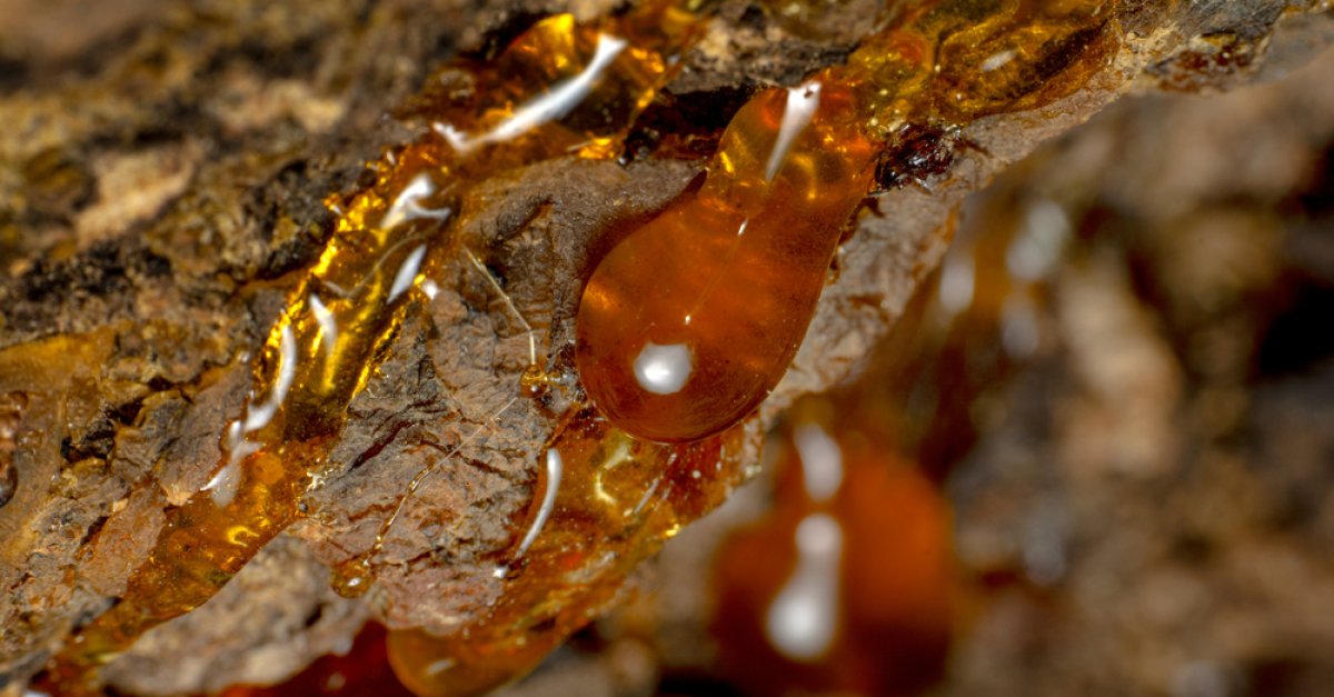 Mit jelez a fa törzsén megjelenő gyanta?