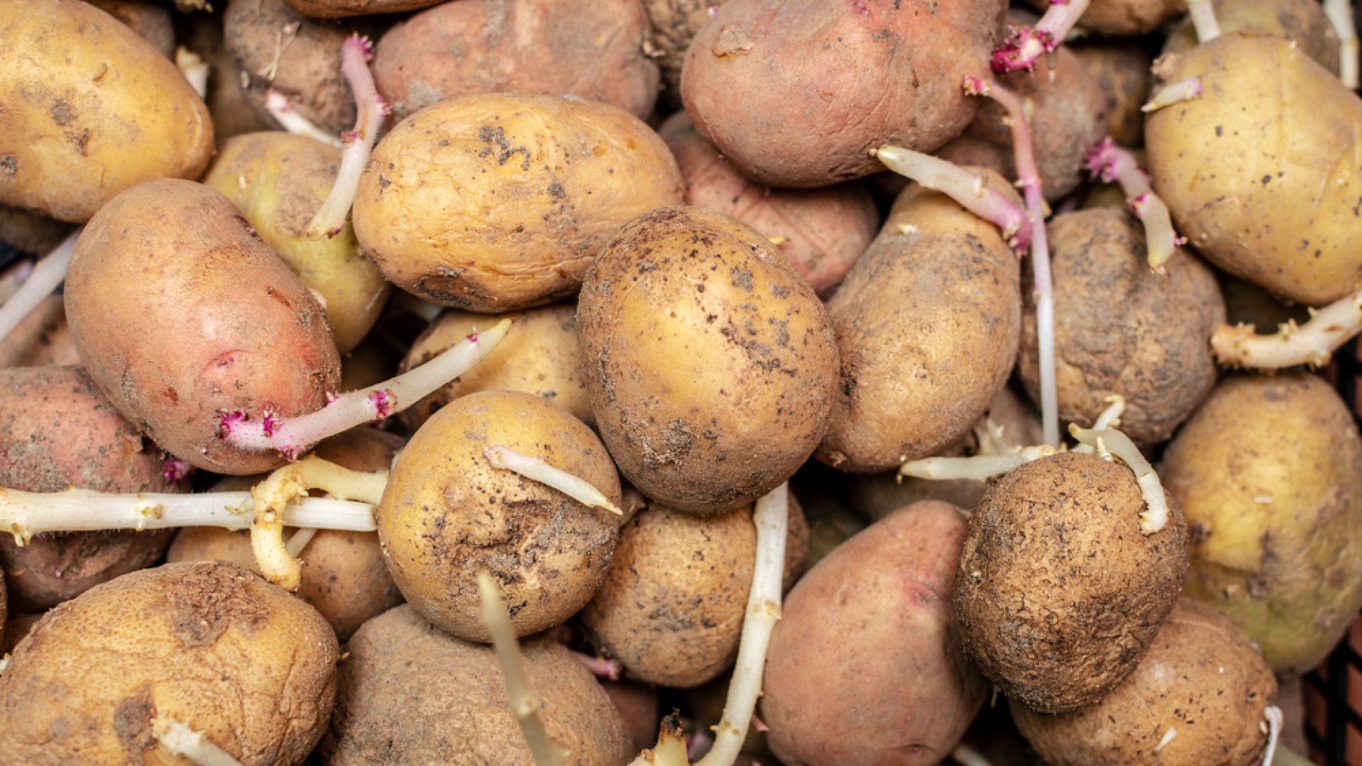 Hogyan áll el sokáig a krumpli? 5 titkos krumpli tartósítási trükk