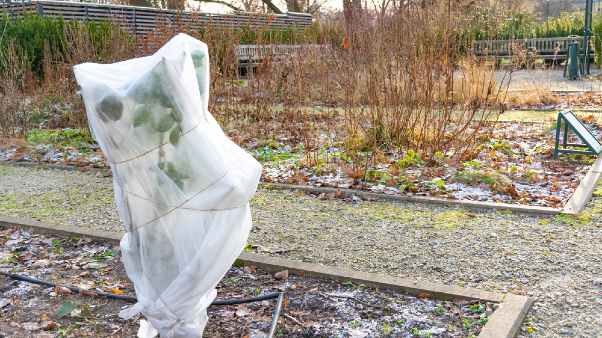 A mediterrán fügefa teleltetése és téli helyes gondozása