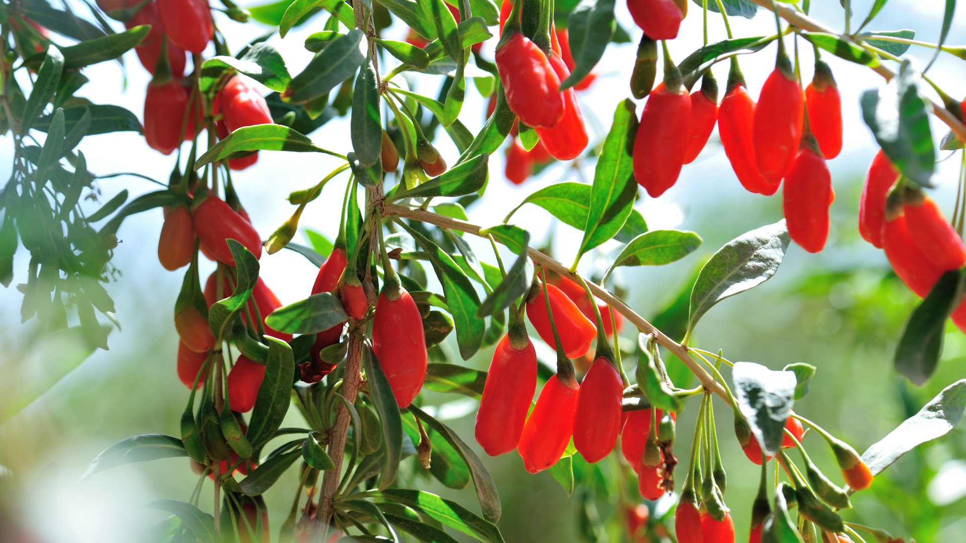 A goji-bogyó termesztés alapjai - Az ültetéstől a super food-ig!