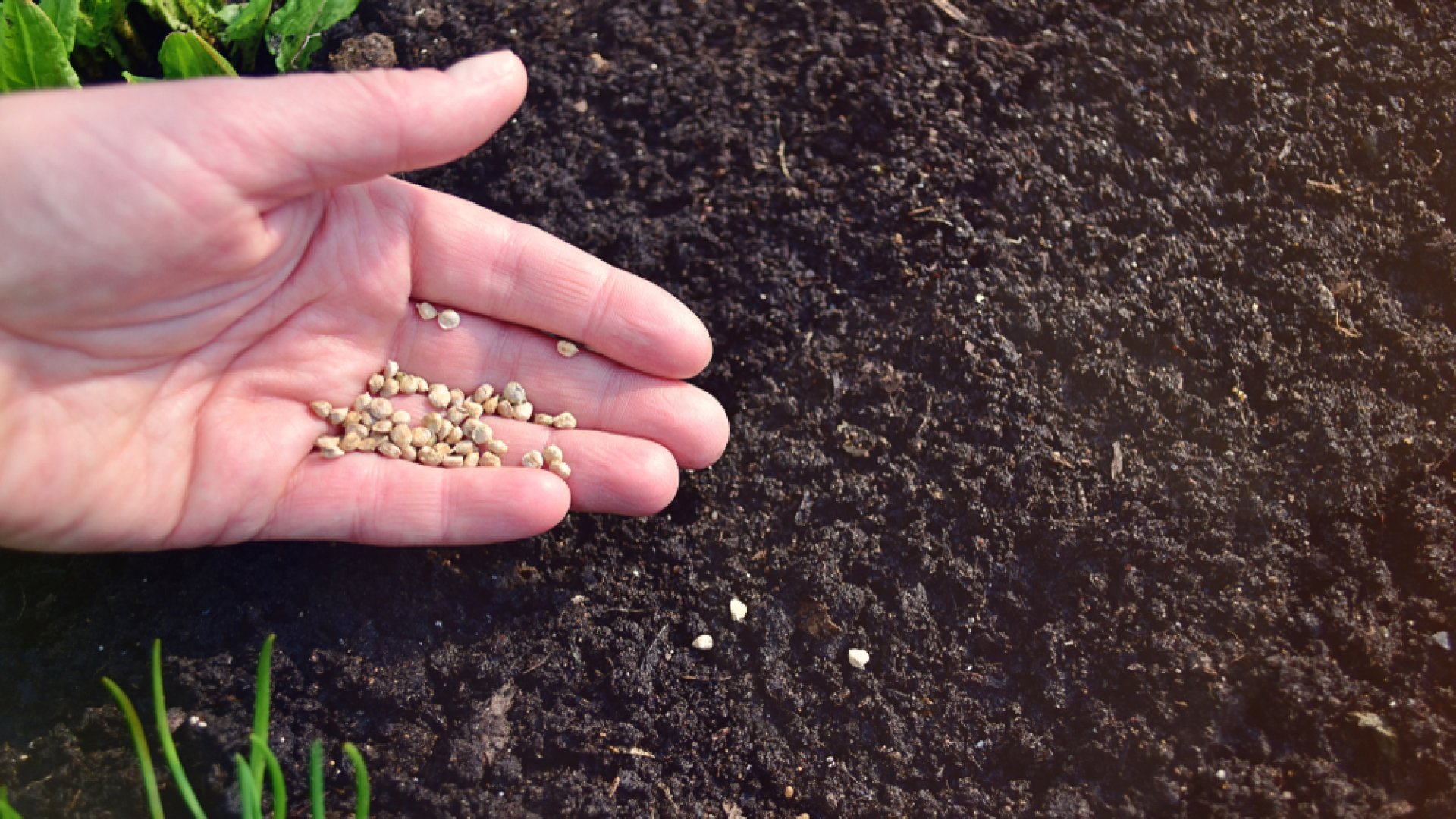 Vesd el szeptemberben a sóskát, spenótot: tavasszal már ehetsz is belőlük!