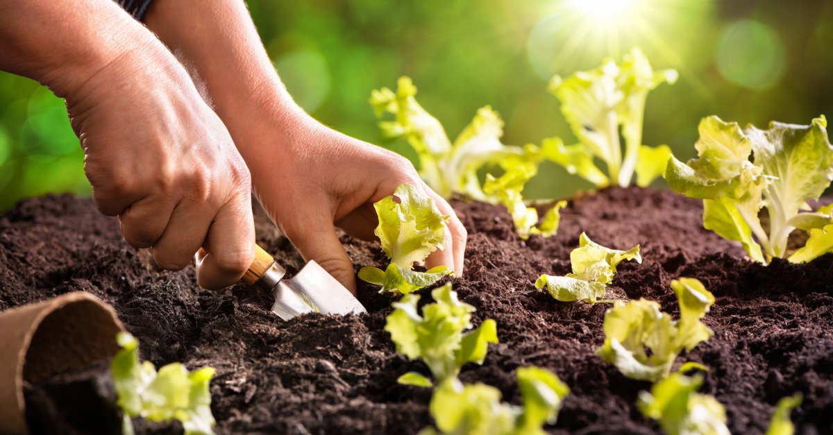 10 zöldség, amit ősszel ültess, hogy a hidegben is legyen friss termés