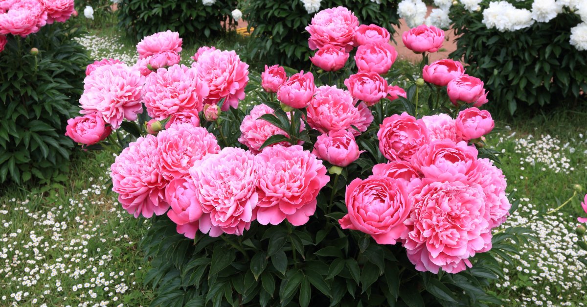 Pünkösdi rózsa átültetése: őszi tippek a lenyűgöző virágzáshoz