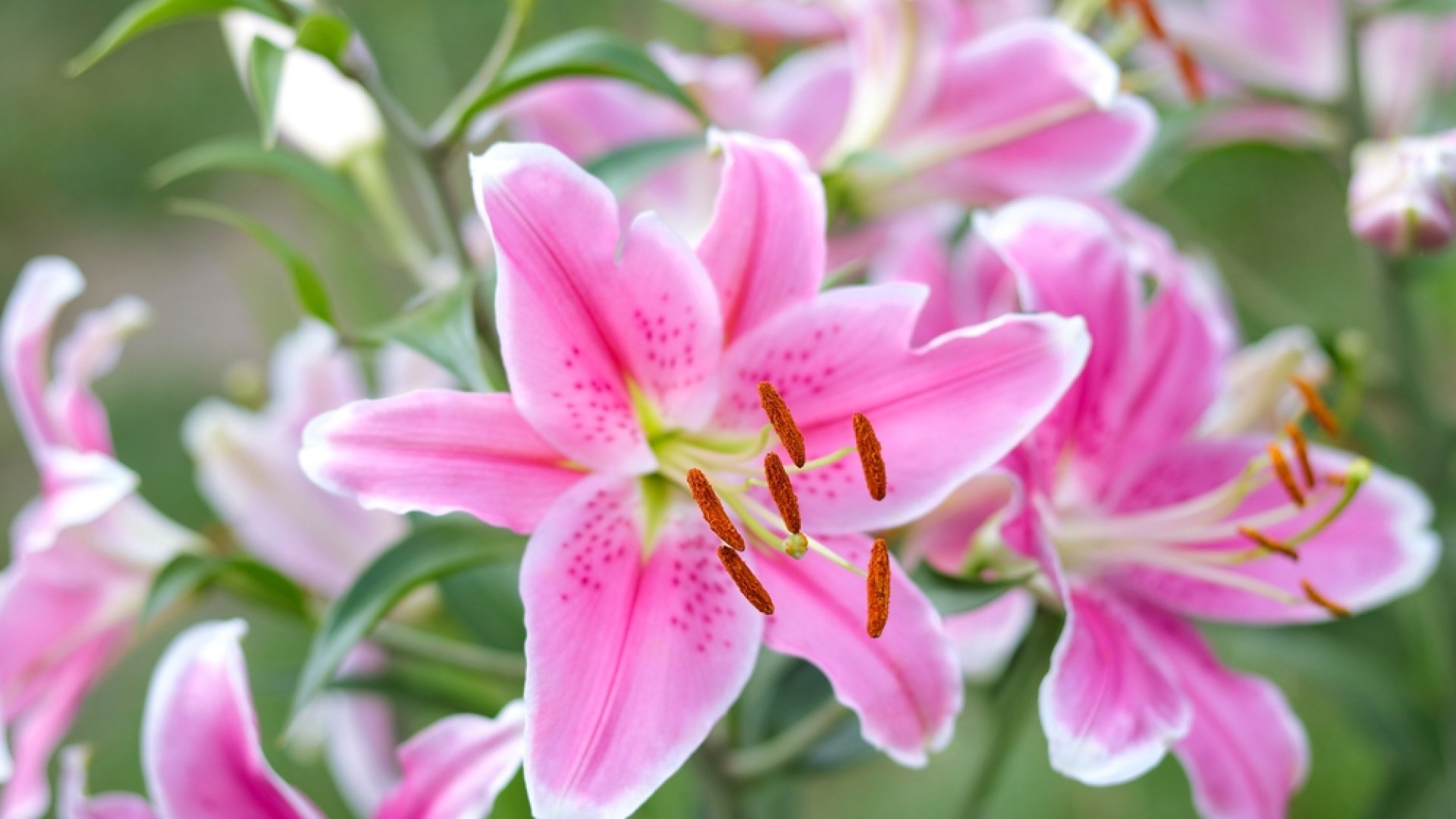 A legszebb évelő virág: a liliom ültetése, és gondozása- részletes útmutató