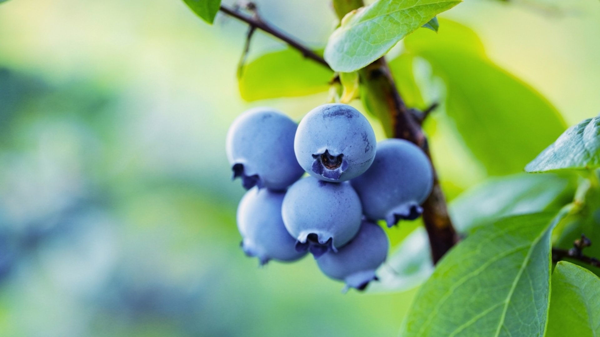 Ültess el egy áfonya szemet, hatalmas bokor lesz belőle! Mutatjuk a ...
