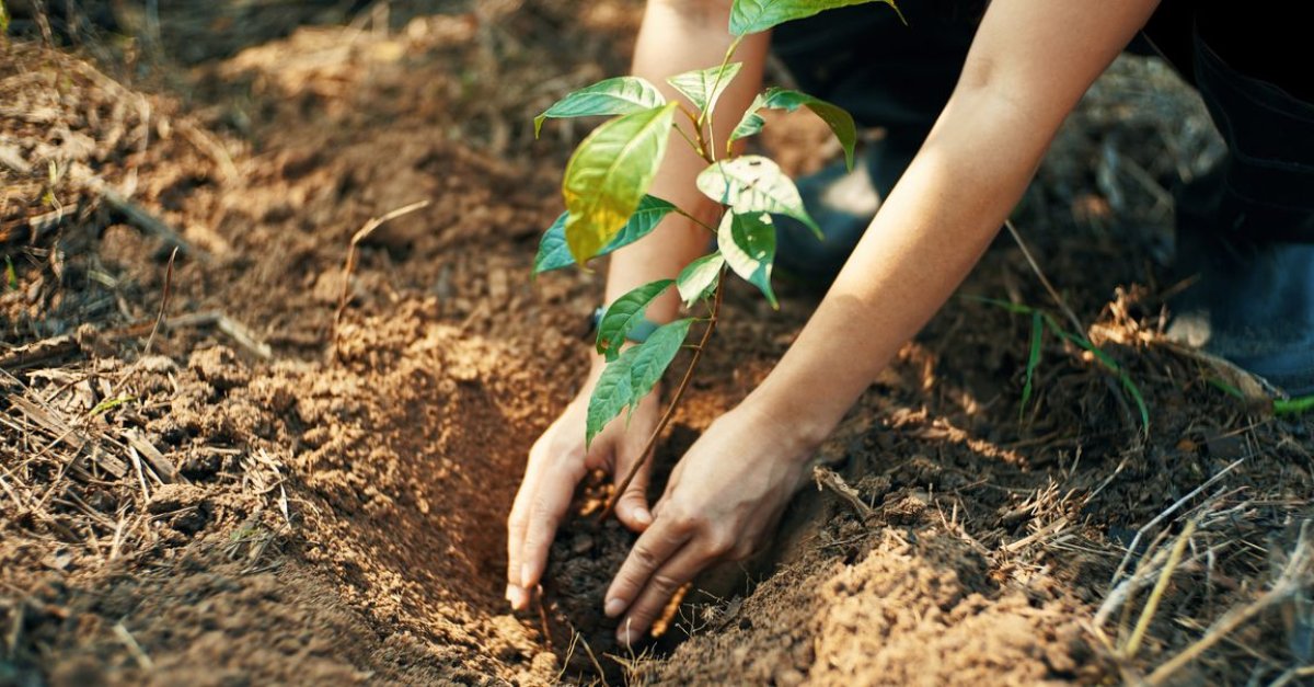 Mi a legjobb idő a fák ültetéséhez?