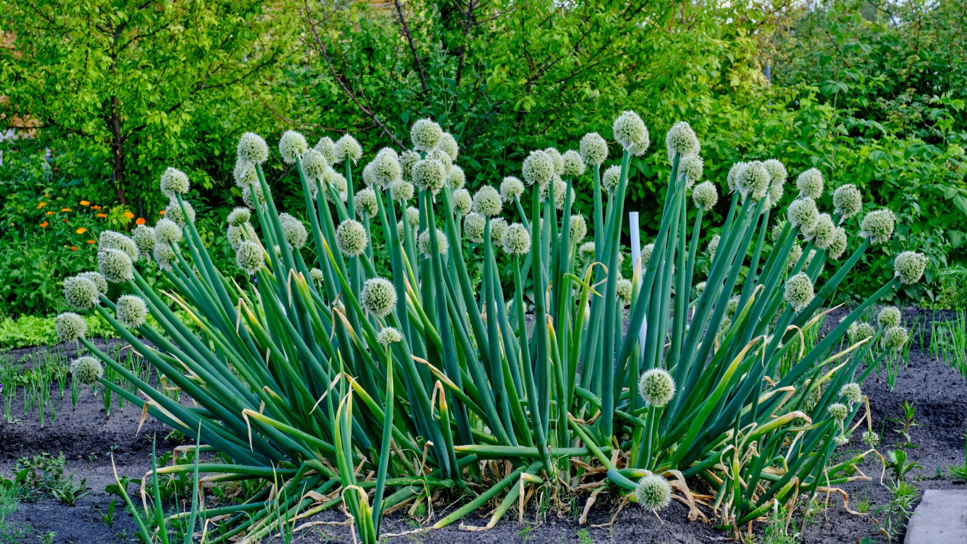 Évelő hagyma termesztése – Friss hagyma minden évben gondozás nélkül!