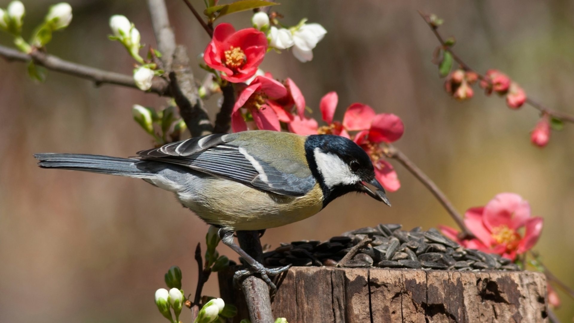 Hogyan gondozzuk a madarakat tavasszal a kertben?