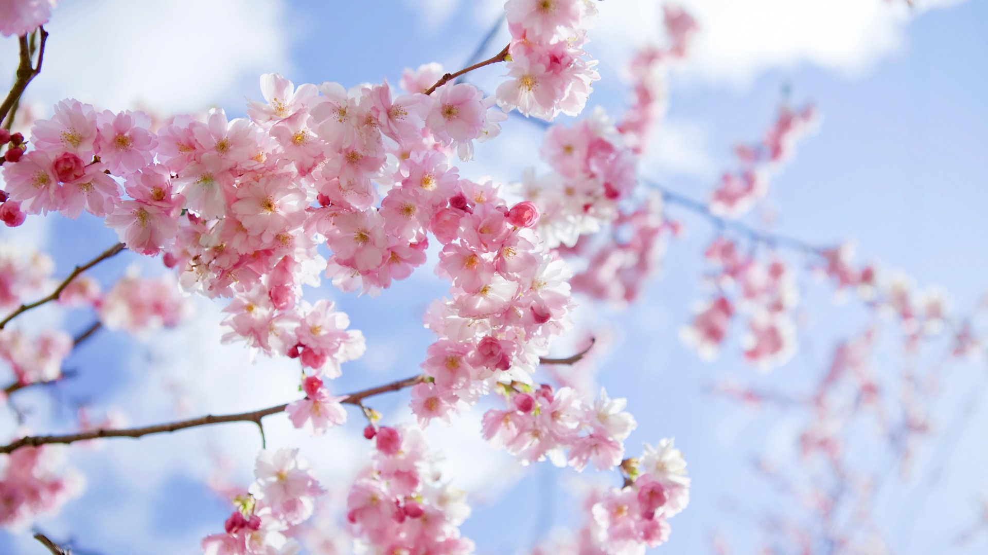 Milyen cseresznyefa fajták hozzák a legszebb virágokat?