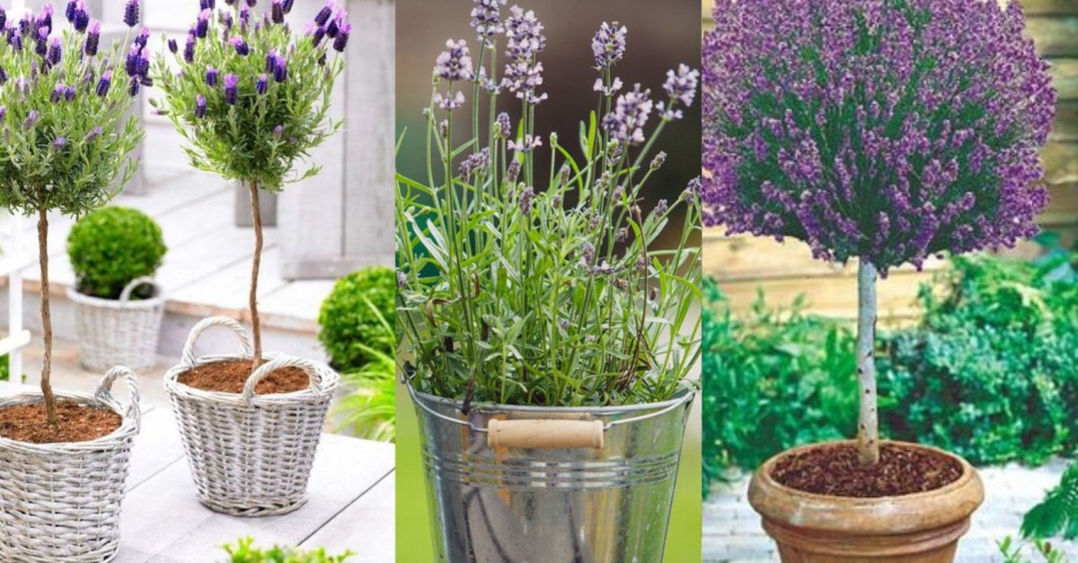 Ilyen szépet még nem láttál: létezik törzses levendula, azaz levendula fa