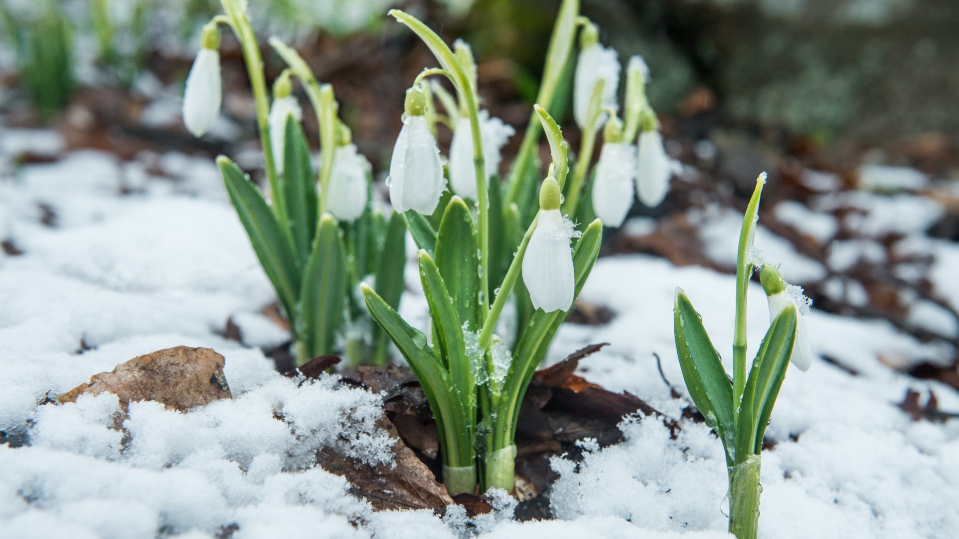 A legjobban termeszthető és legszebb hóvirág típusok