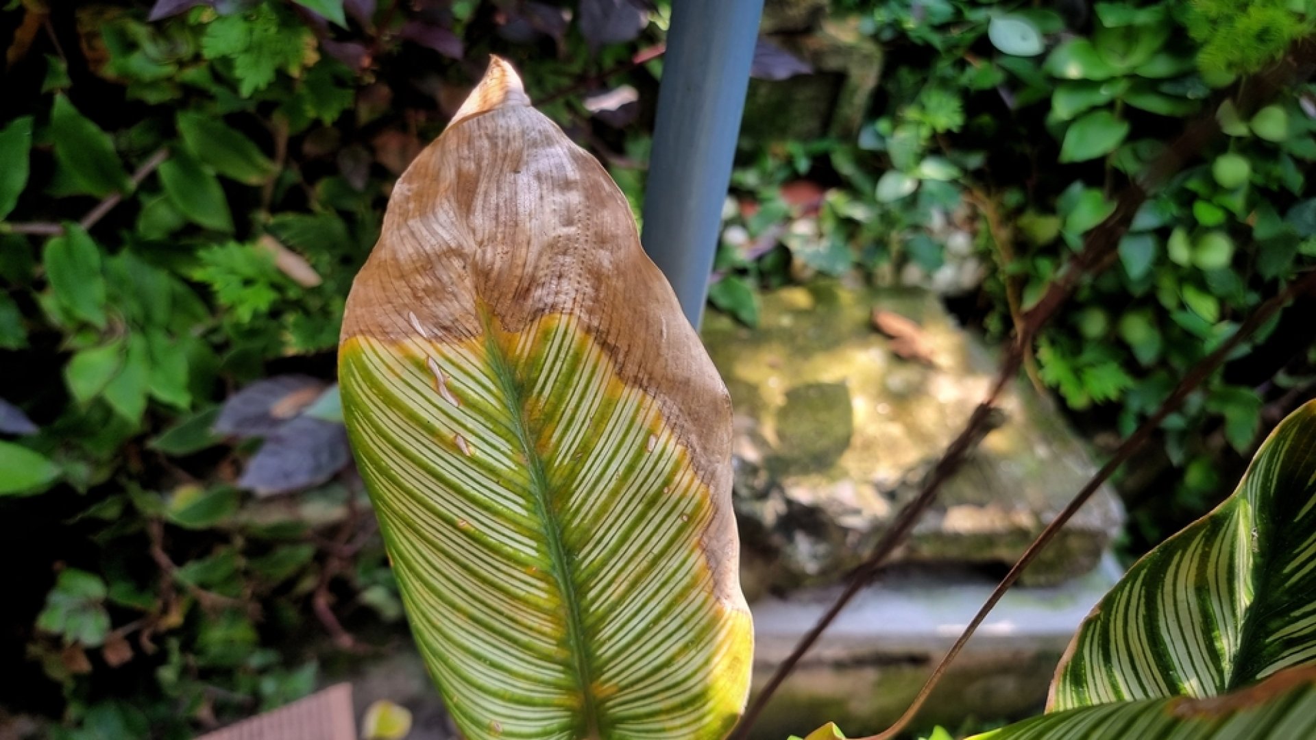 Valóban attól perzselődik-e növényeink levele, hogy a napon öntözzük?