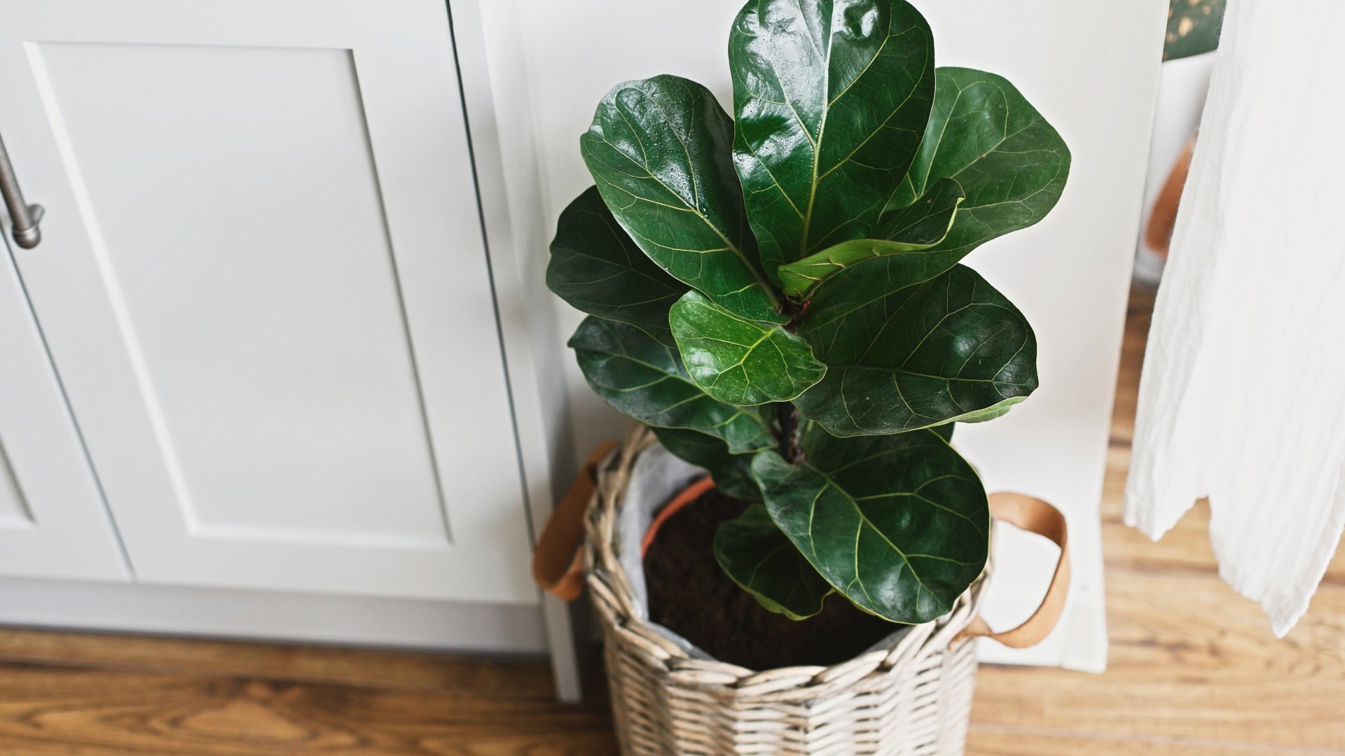 7 különböző típusú Ficus Lyrata | A legjobb lantlevelű fikuszok