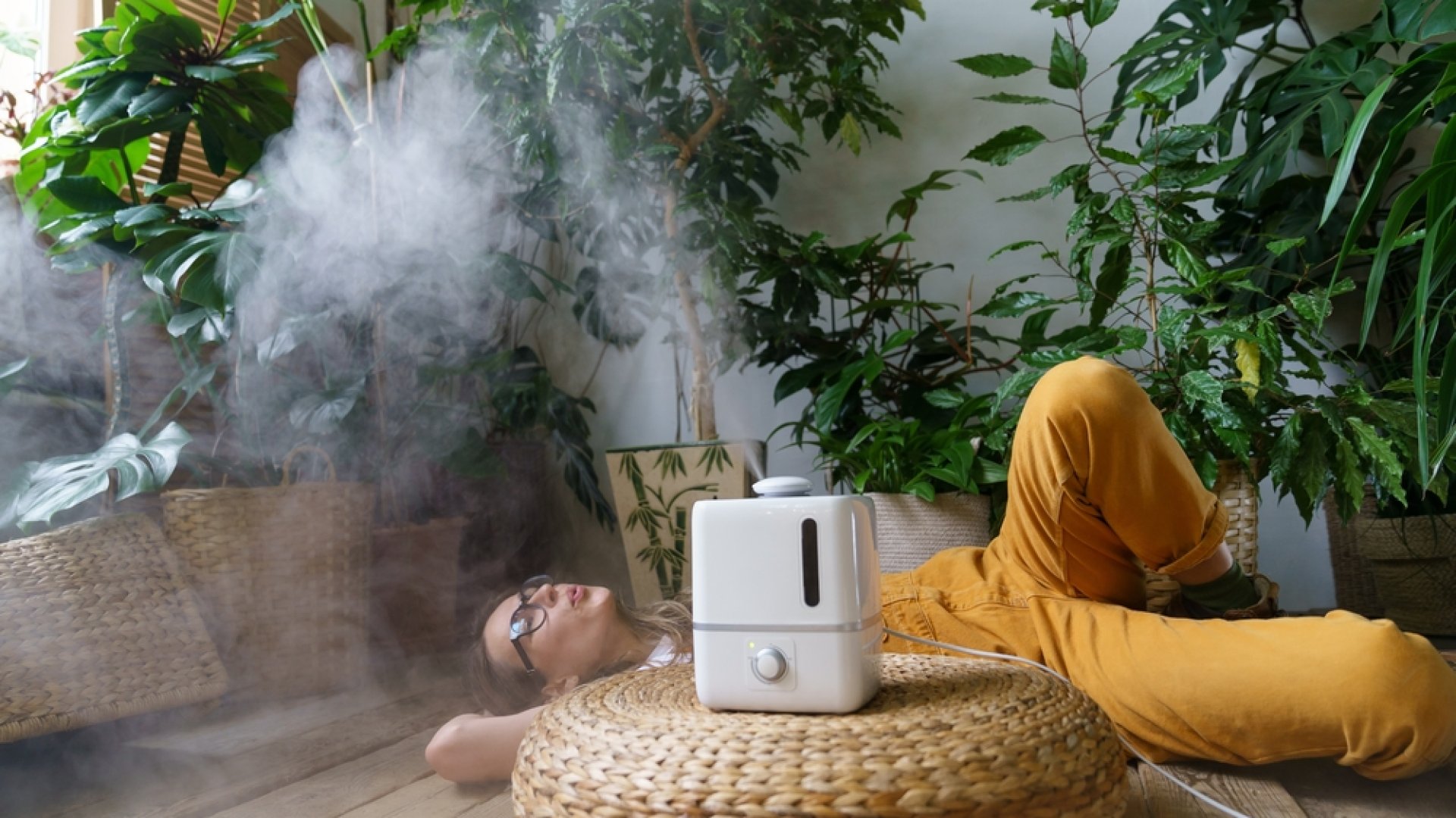 Növények, amelyek megszabadítanak a párától a lakásodban