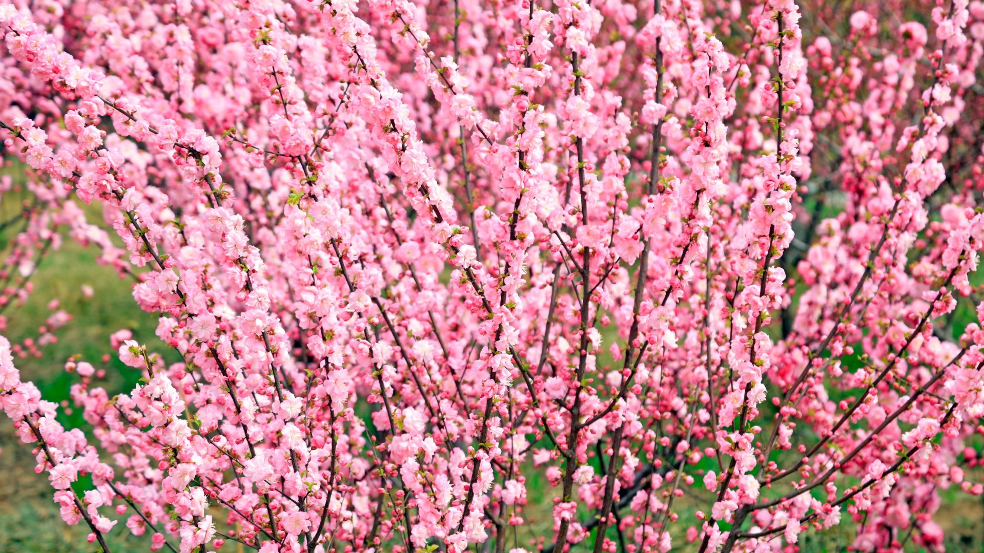 3 dekoratív díszcserje, mely a te tavaszi kertedből sem hiányozhat!