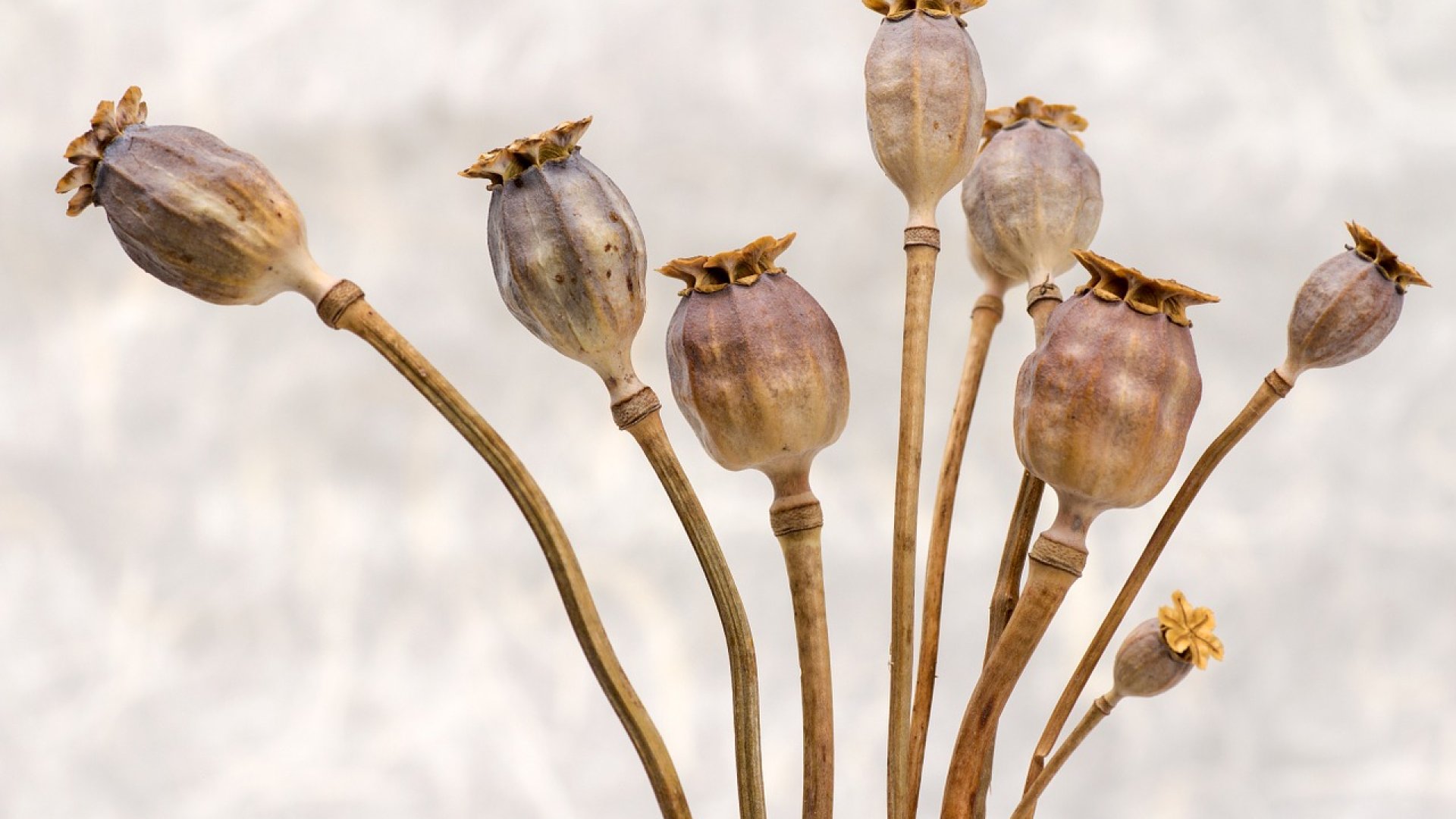 Hogyan ültess mákot? - A mák termesztés titka