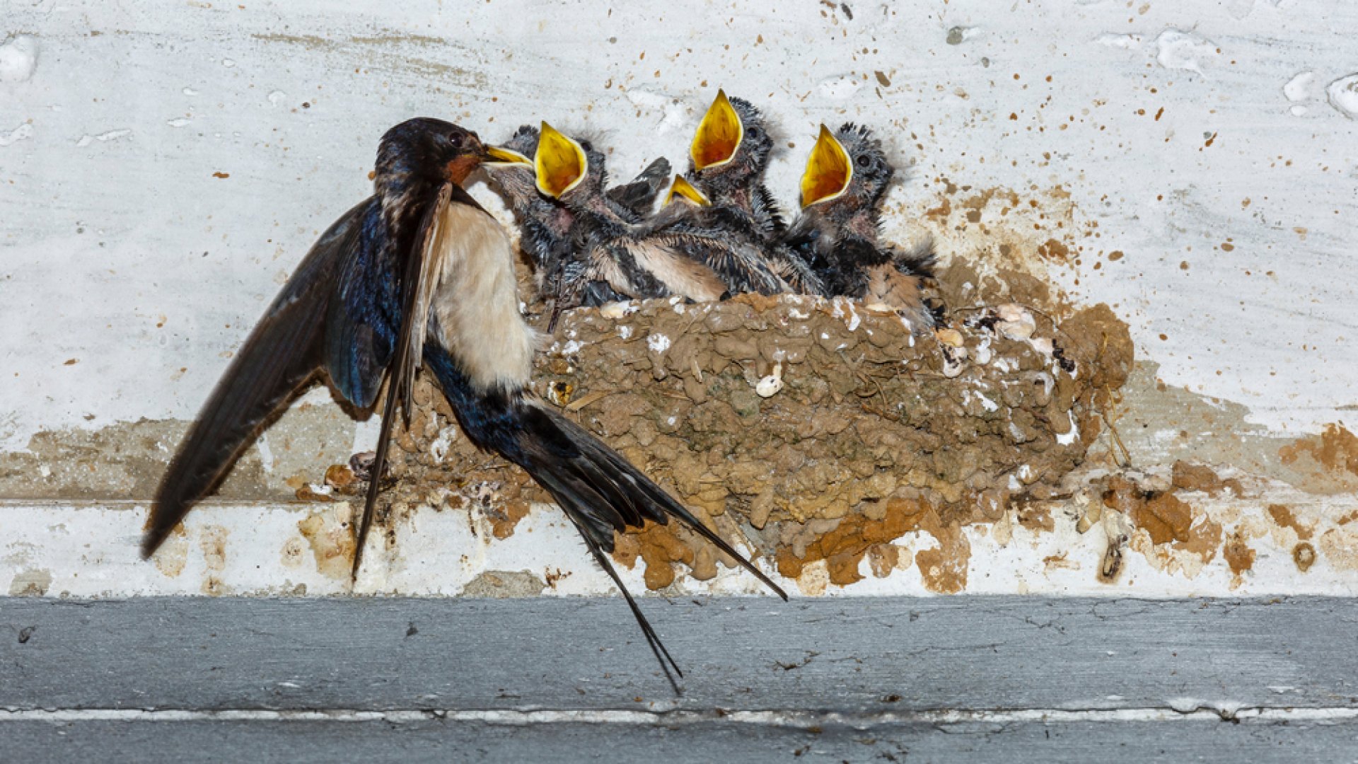 Kertünk csodálatos madarai - A füsti fecske bemutatása