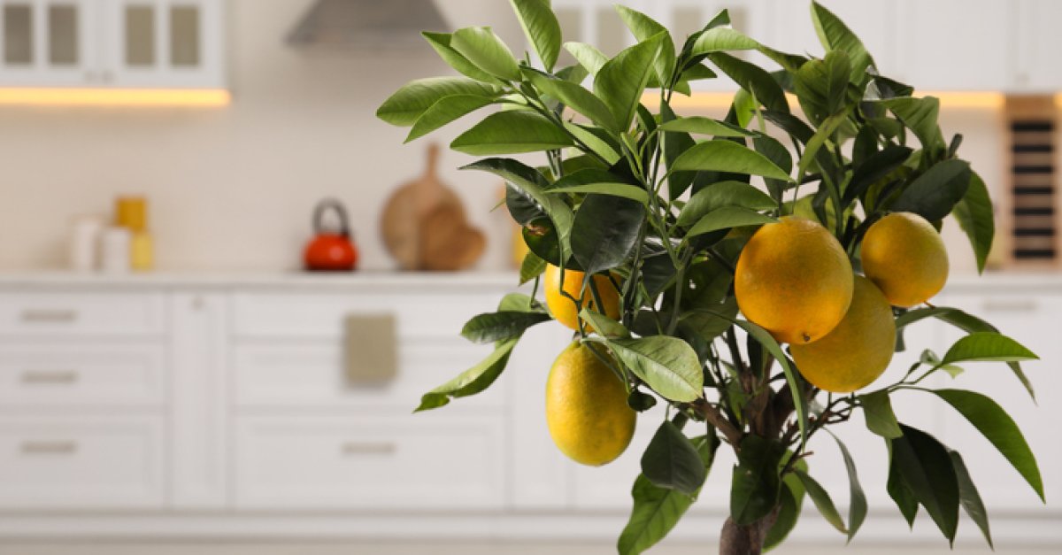 A citromfa teleltetése egyszerű: Szakértőnk elmondja, hogyan érdemes