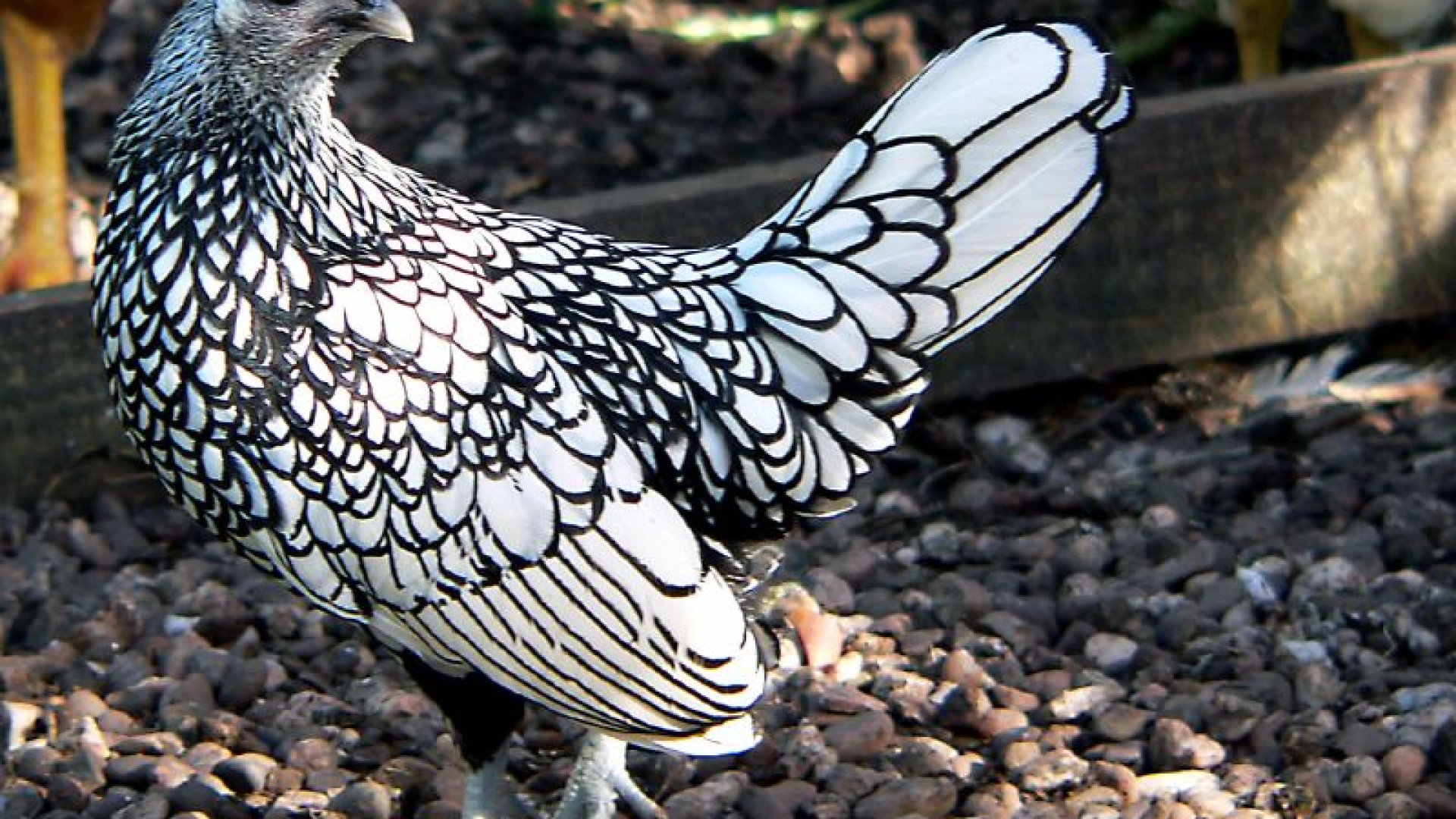 A világ legcsodálatosabb házi szárnyasai – A A Sebright tyúk bemutatása