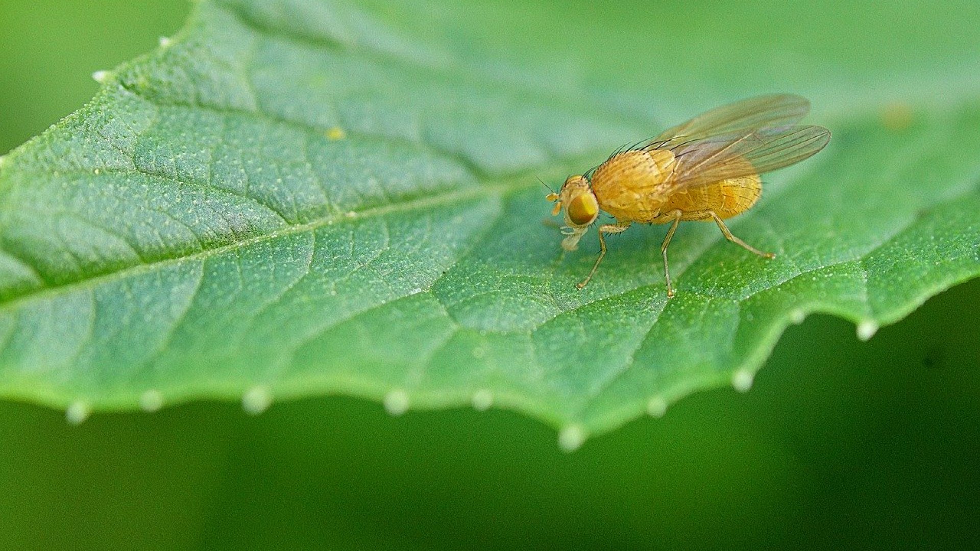 Így szabadulhatsz meg könnyedén a muslicáktól!