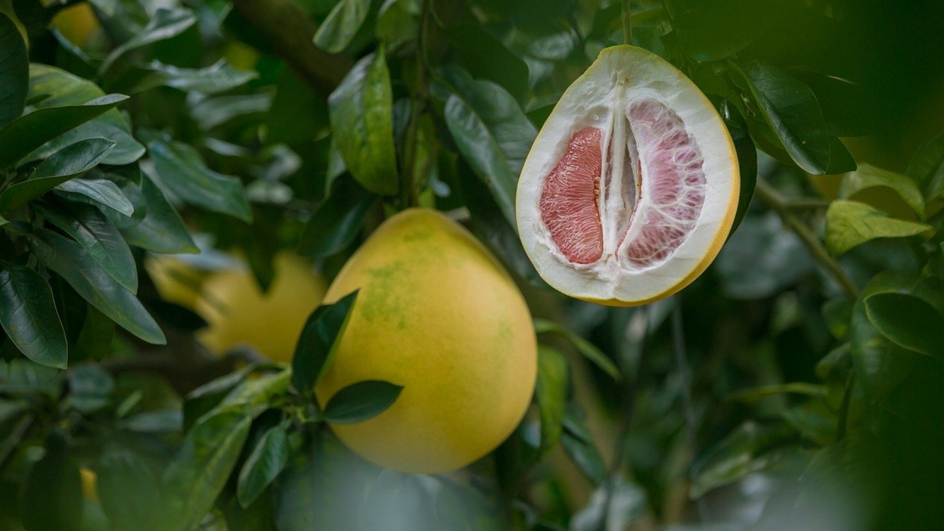 Pomelo, az óriásgyümölcs