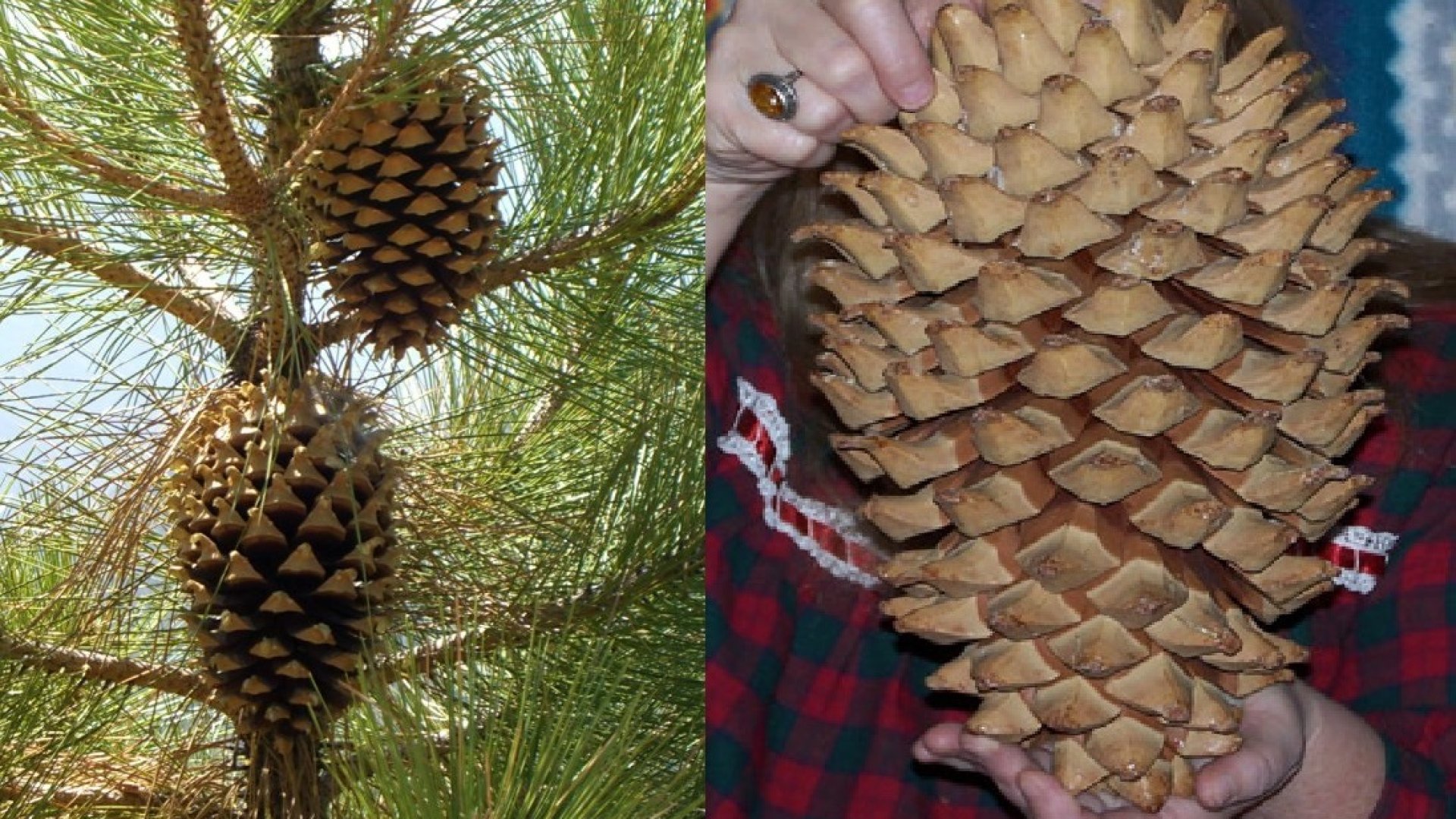 Emberfejnagyságú tobozokat terem a különleges fenyő