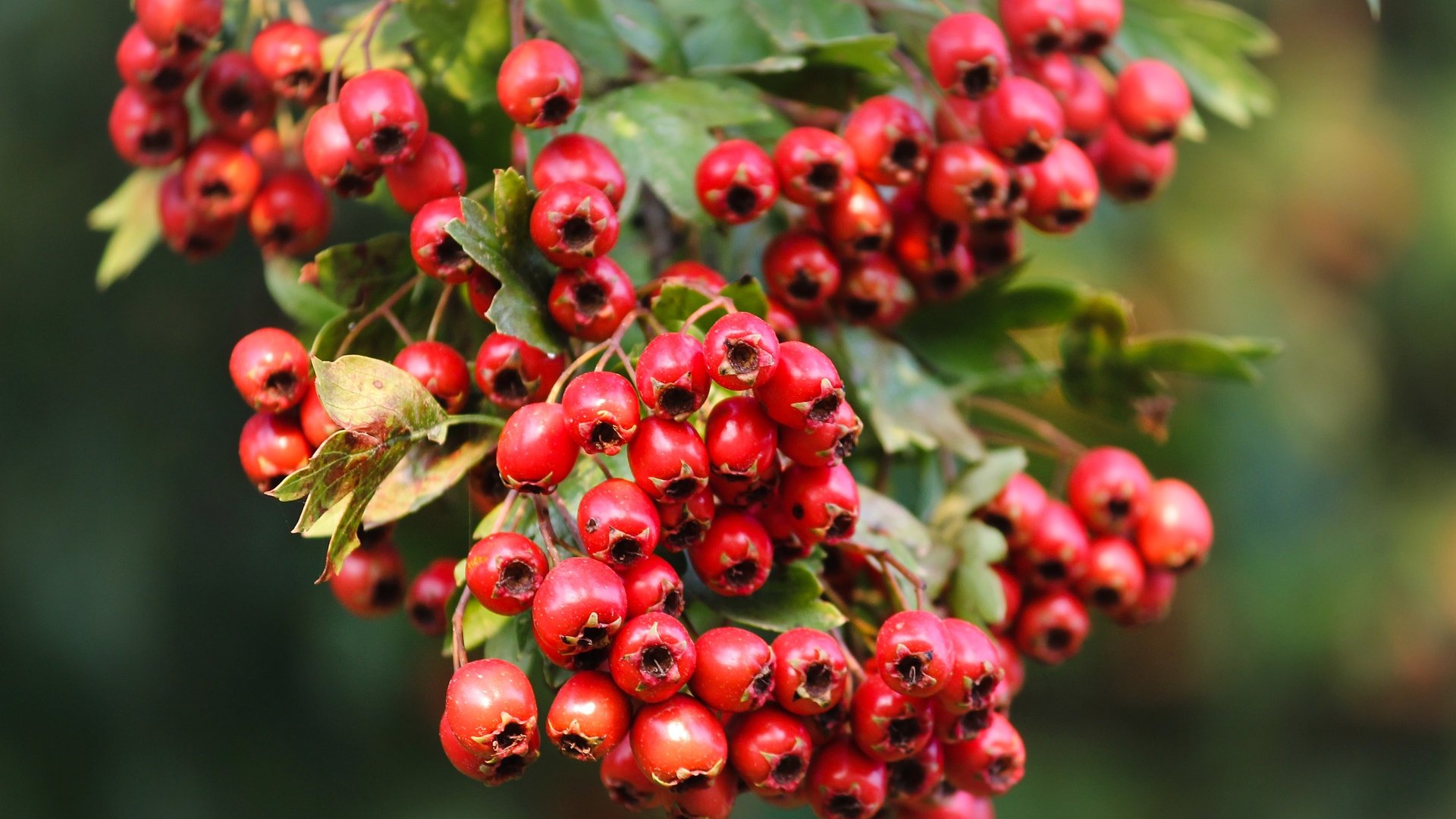 Őshonos, de elfeledett csodanövényeink – A galagonya