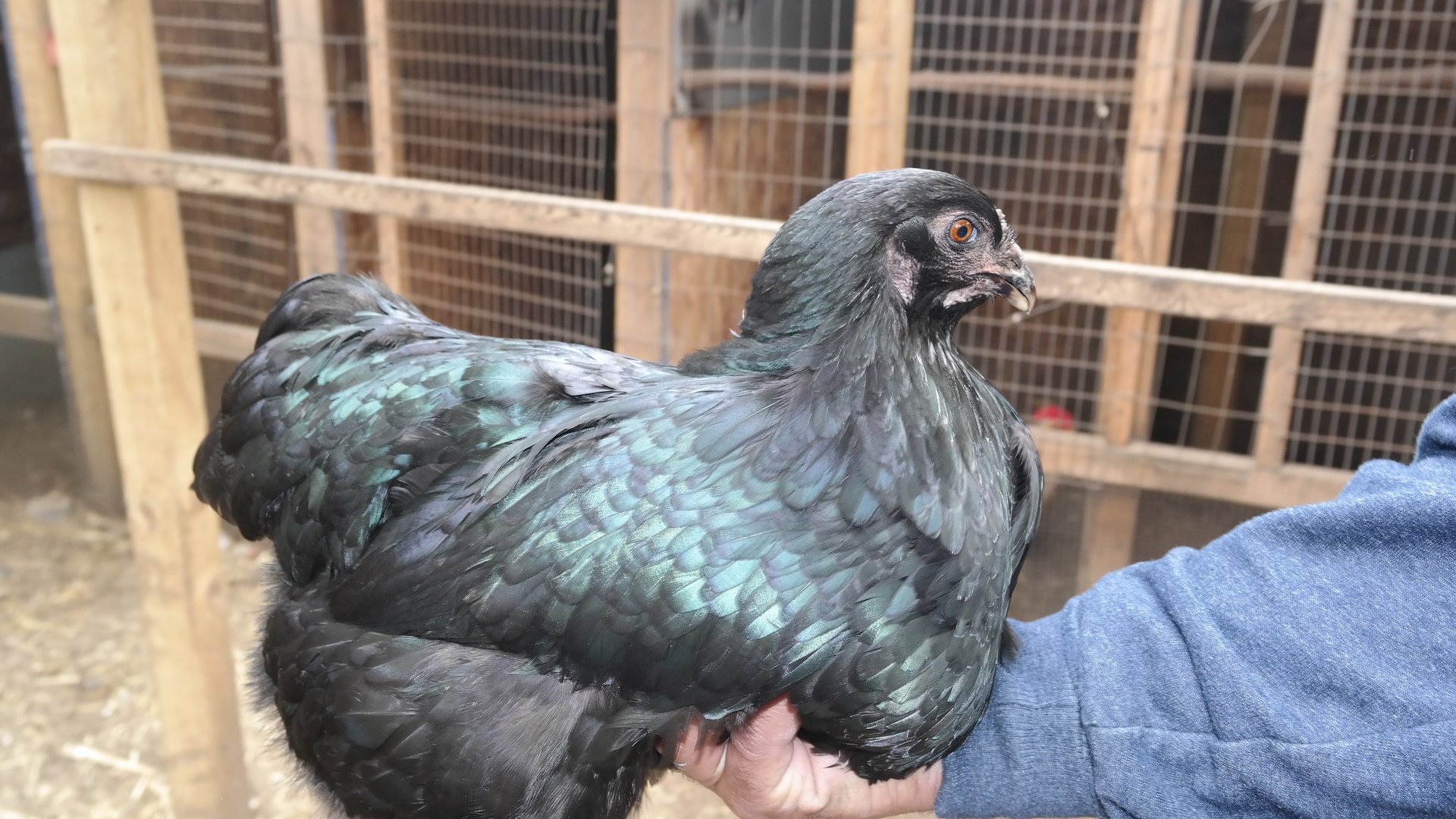 A világ legkülönlegesebb tyúkfajtája – A fekete szumátriai tyúk