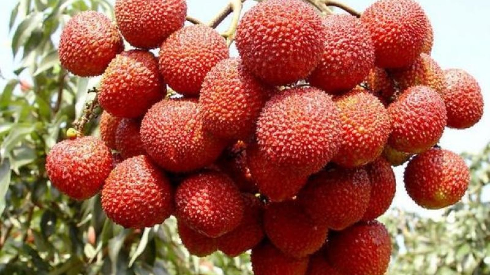 Te is nevelhetsz licsit magról, mutatom, hogyan! - Minden a licsiről!