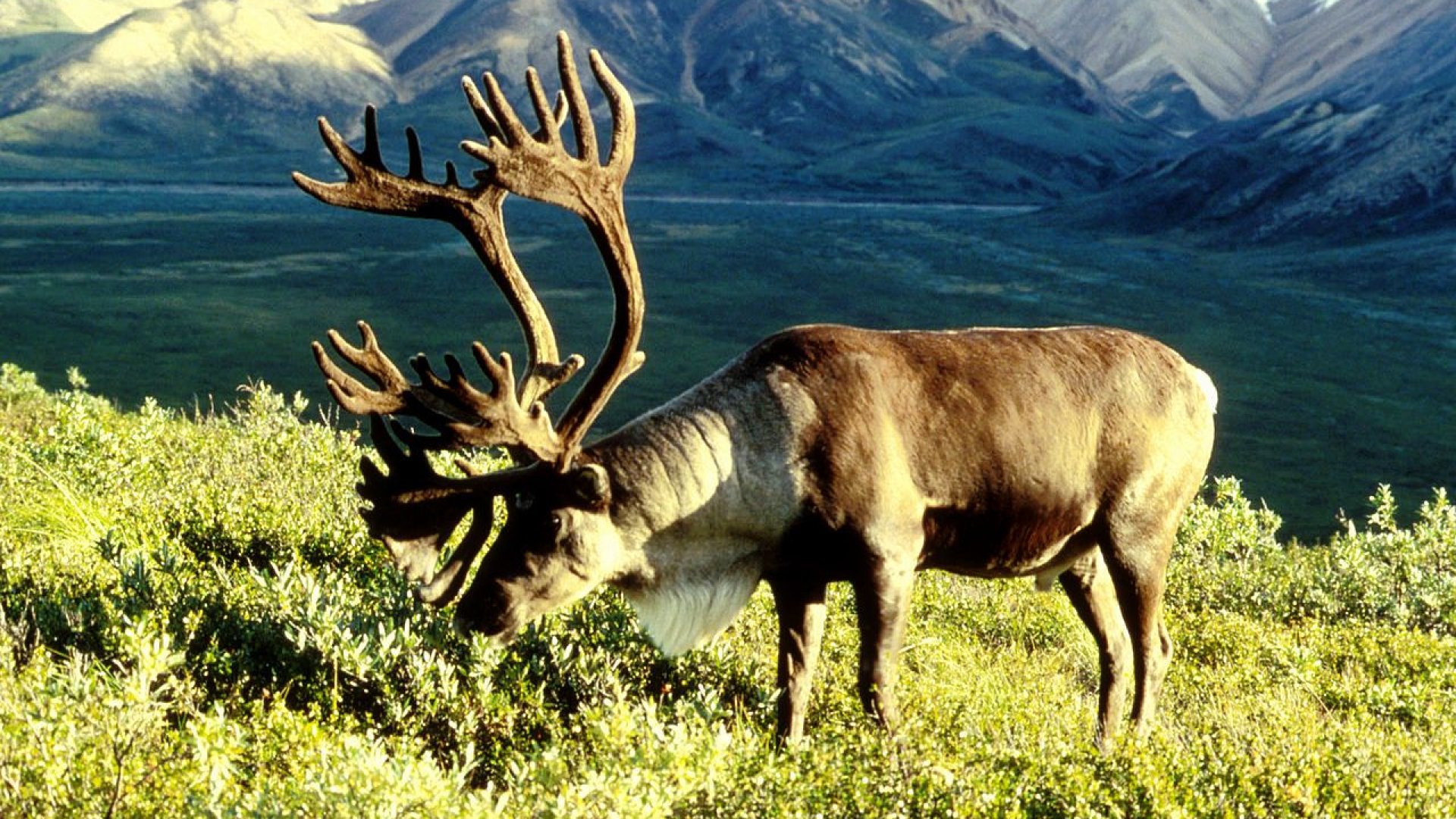 Szent Miklós segítői, ismerjük meg a rénszarvasokat közelebbről!
