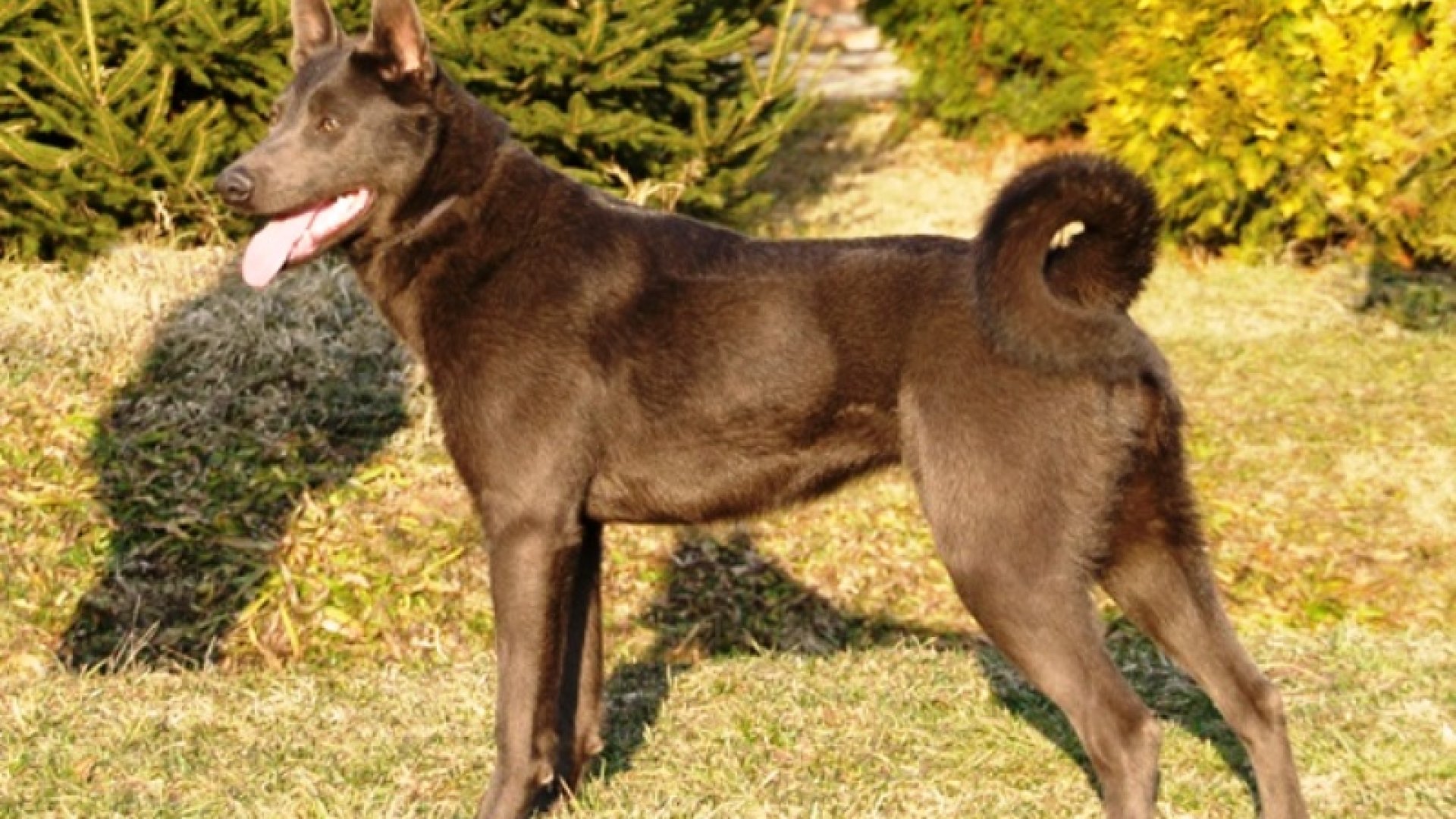 Ismerd meg ezt a csodás kutyafajtát – Bemutatkozik a sinka!