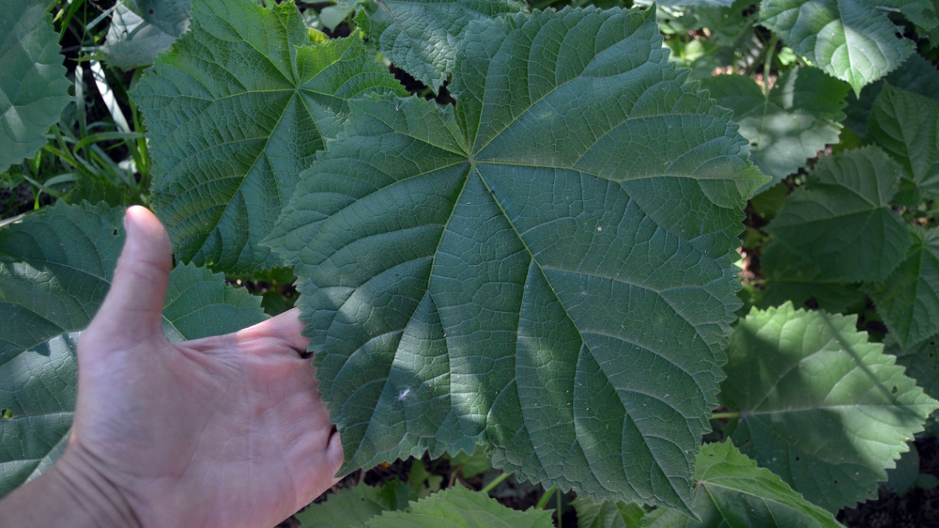 Egy év alatt akár 4 métert is nőhet a császárfa