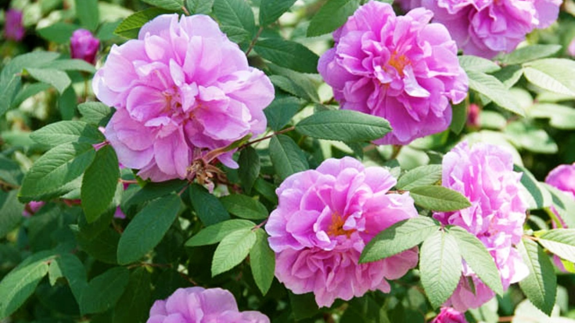 Így gondozd a japán rózsát, hogy mindig tele legyen virággal!