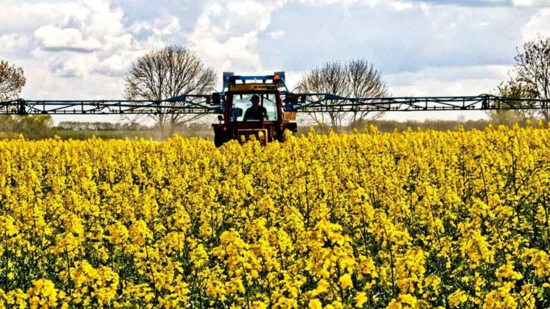 Az őszi káposztarepce növényvédelme