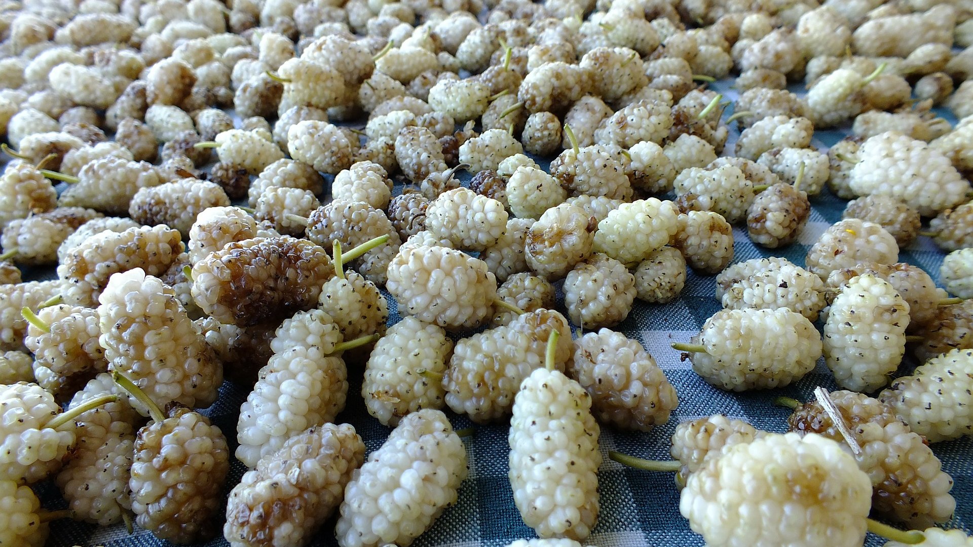 Minden, amit a fehér eper termesztéséről tudnod kell!